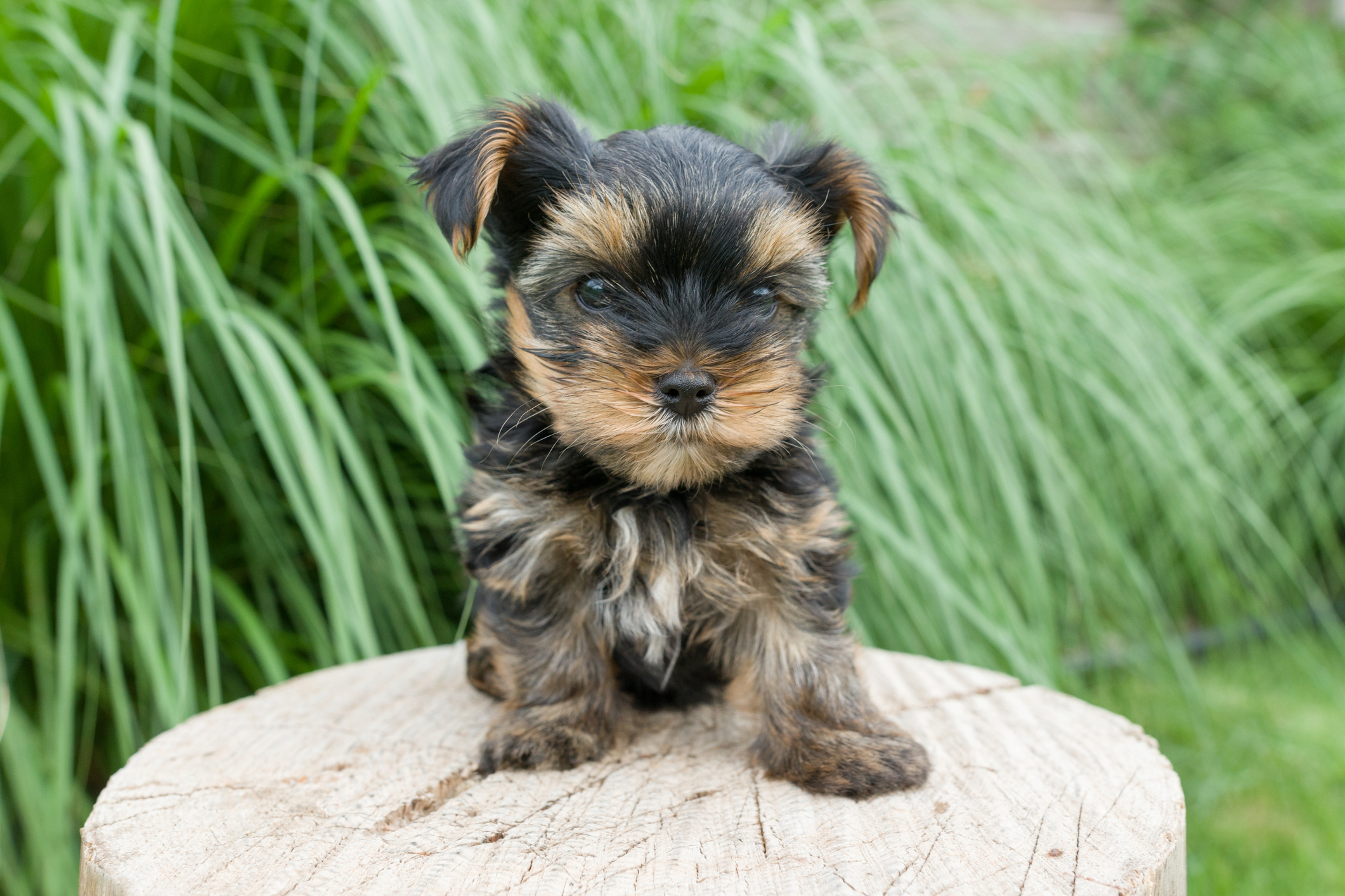 Yorkshire Terrier Puppy Pictures and Facts