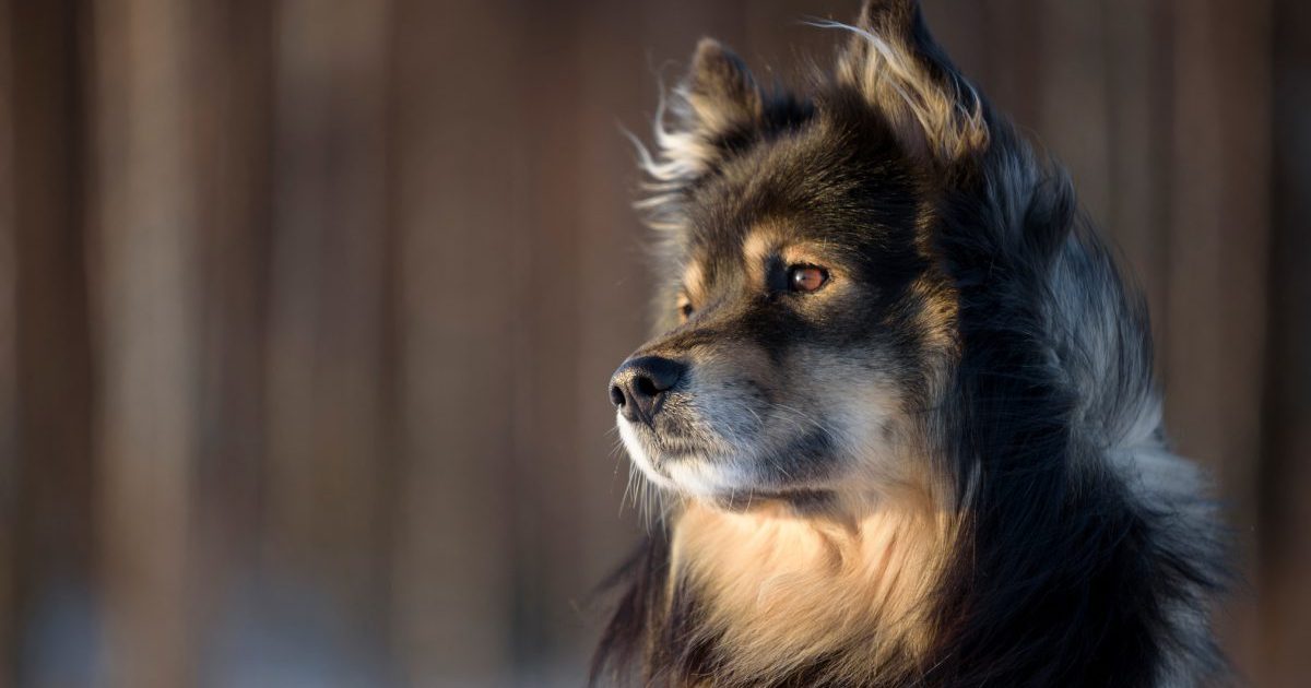 Finnish Lapphund Dog Breed Information & Characteristics