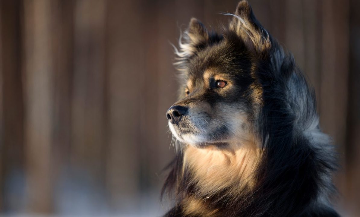 Finnish Lapphund Dog Breed Information & Characteristics