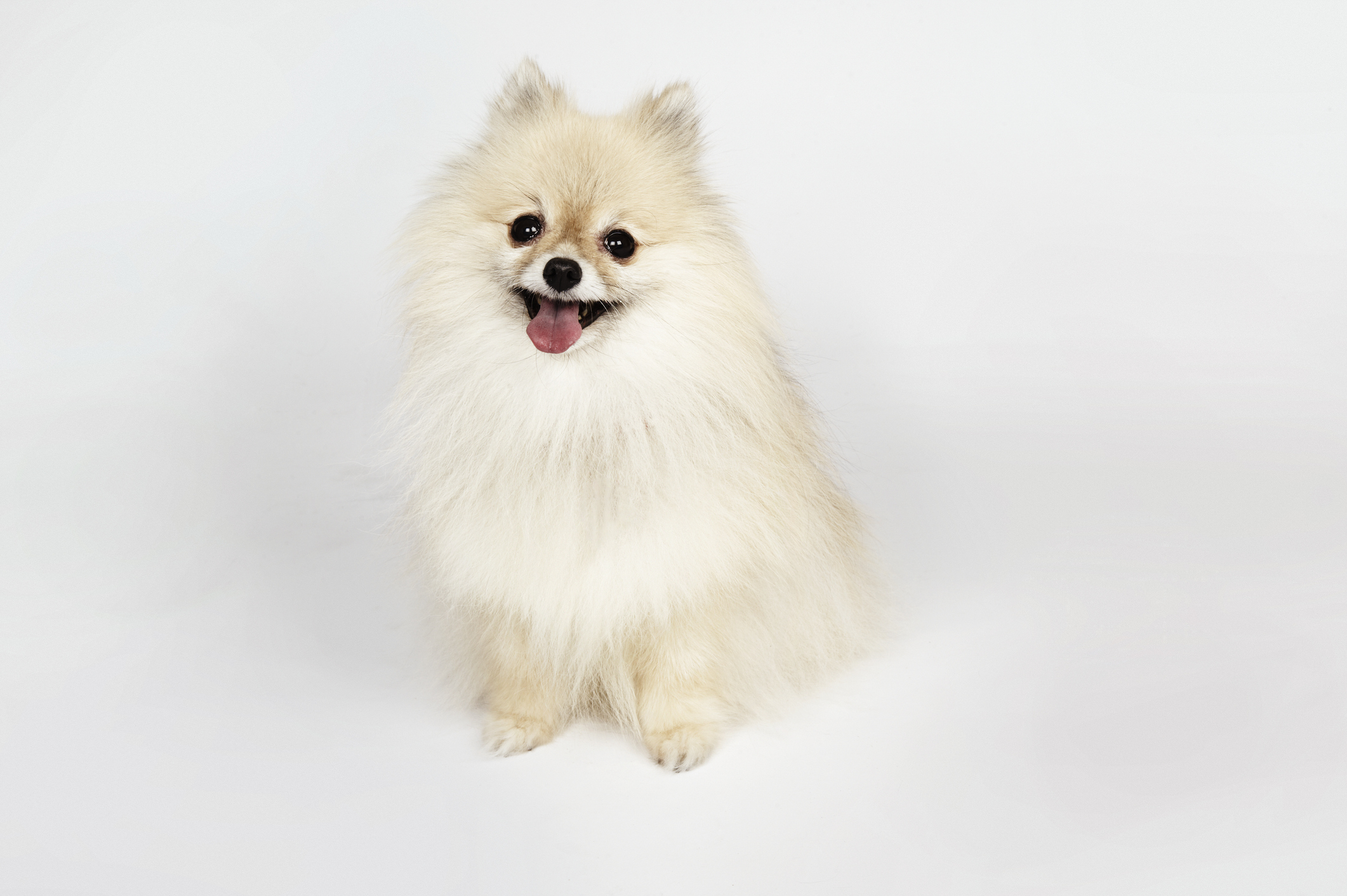 Pomeranian Dog Breed Information & Characteristics