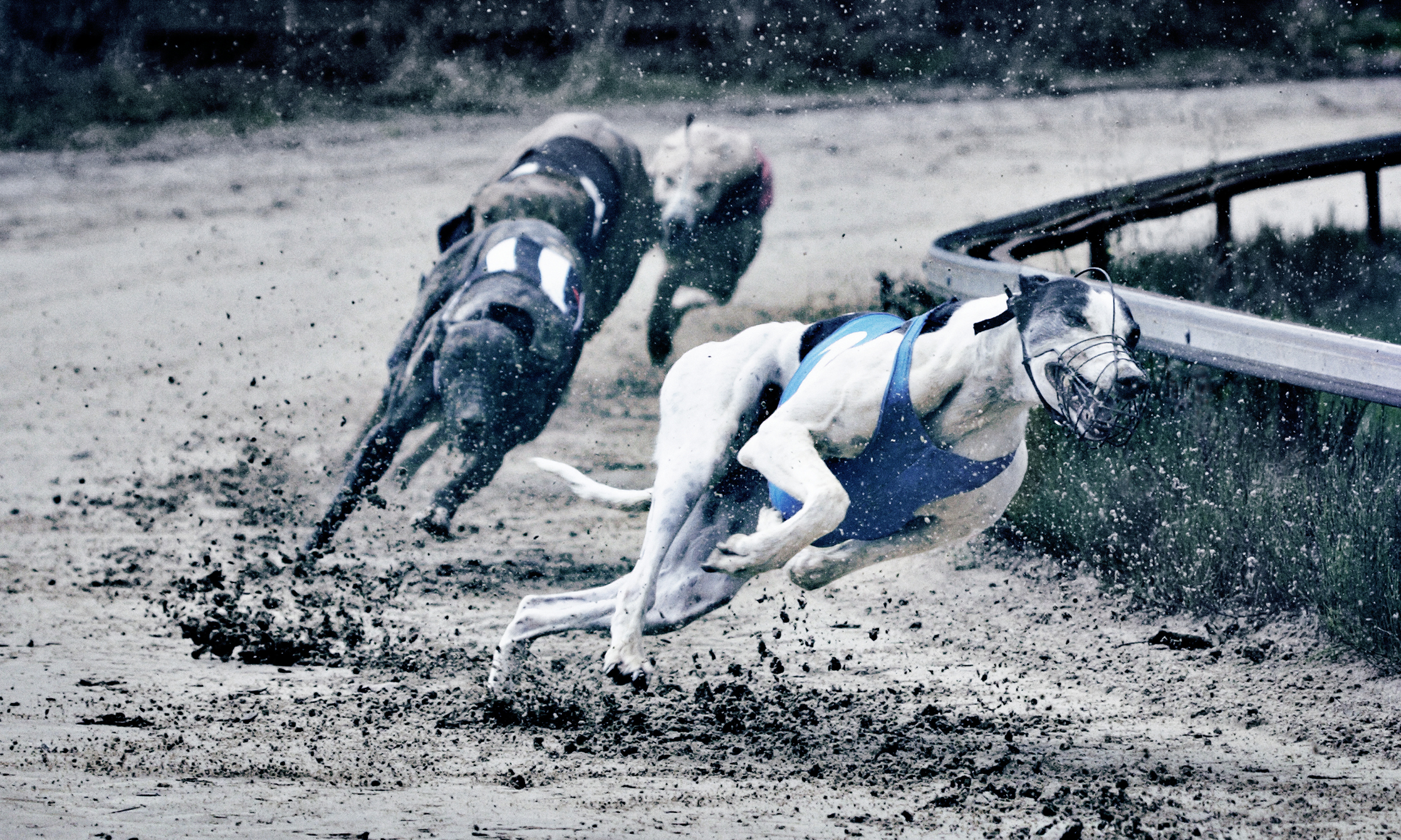 Greyhound Dog Breed Information & Characteristics