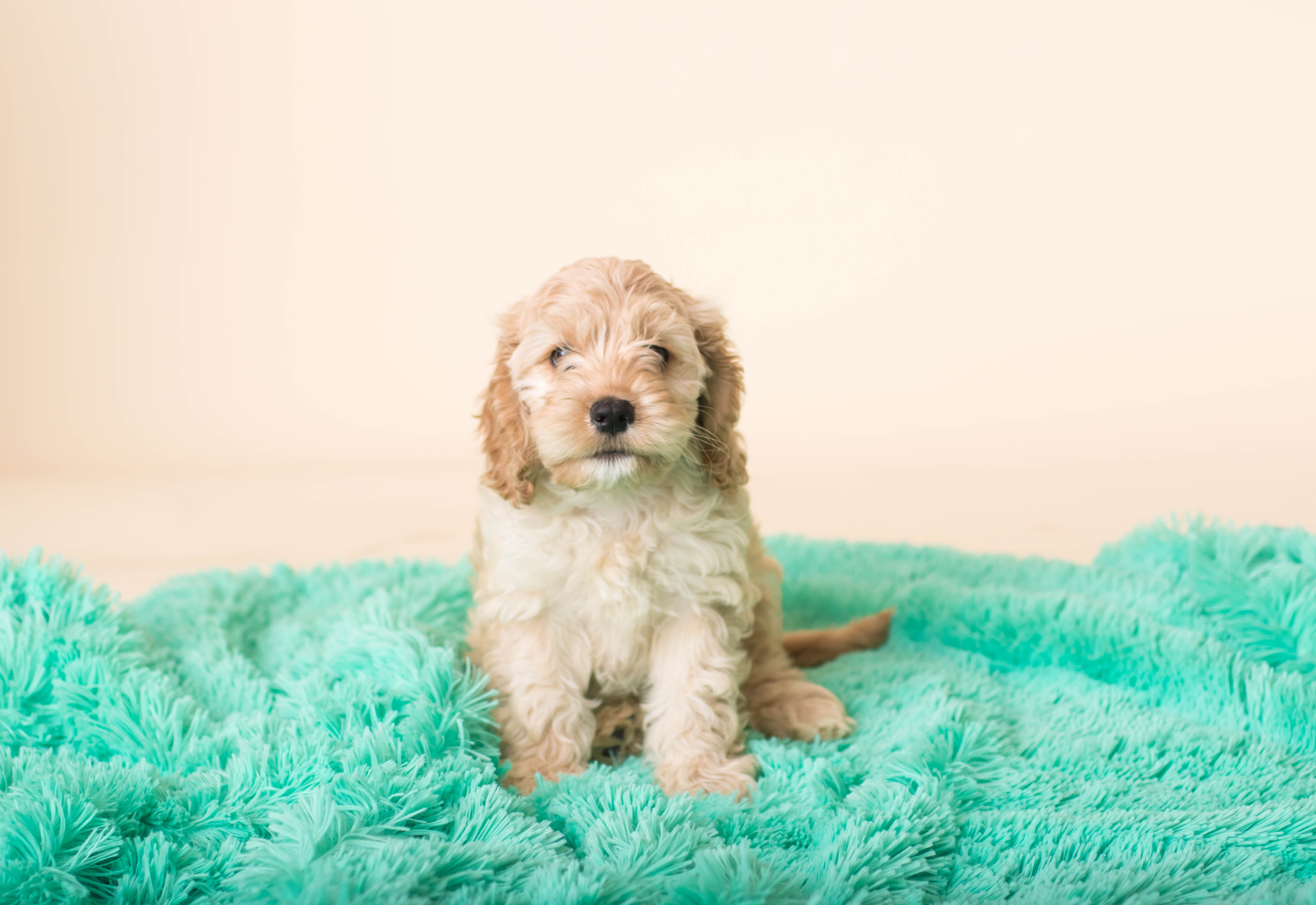 Cockapoo Puppies: Cute Pictures and Facts