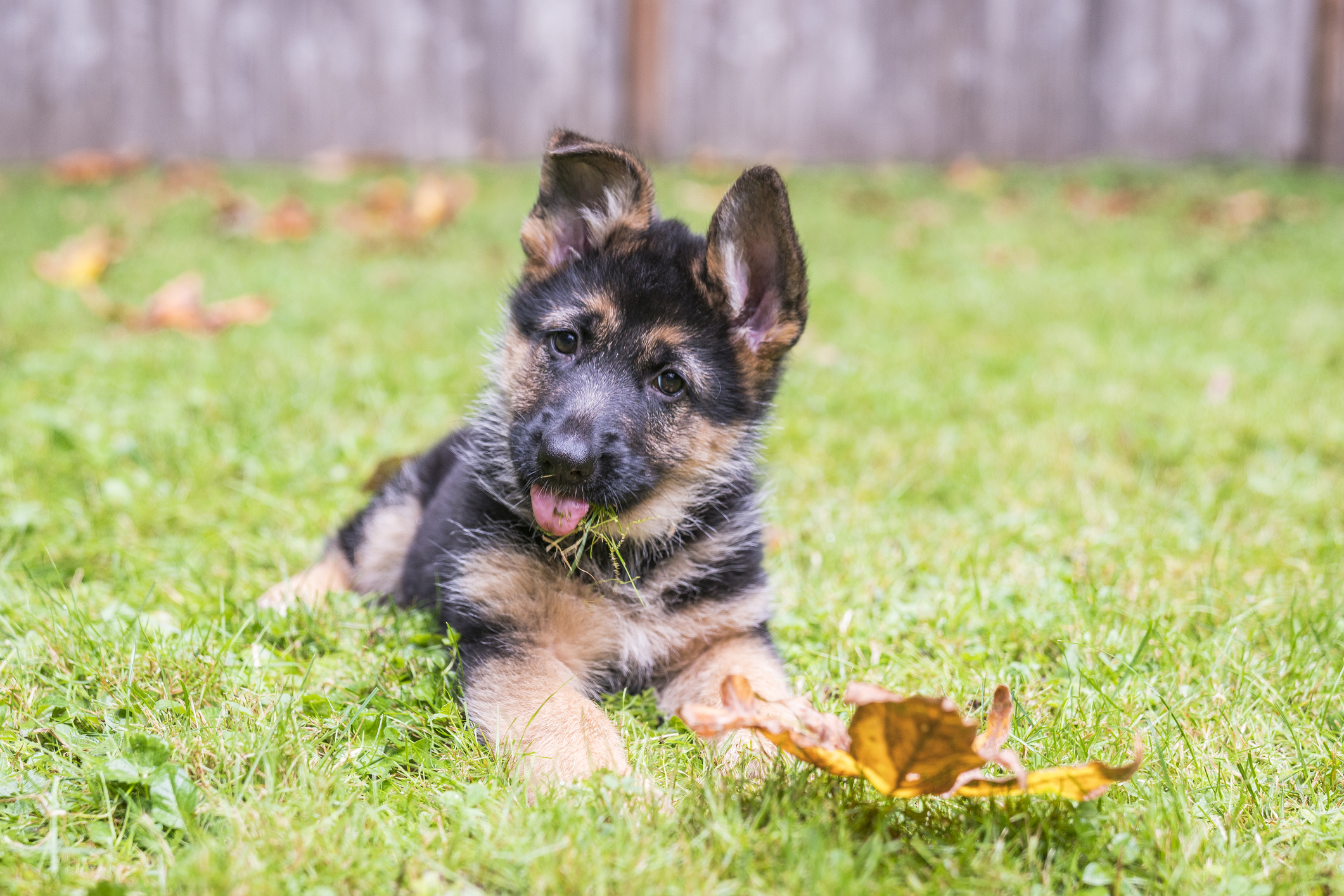 German Shepherd Puppy Pictures and Facts