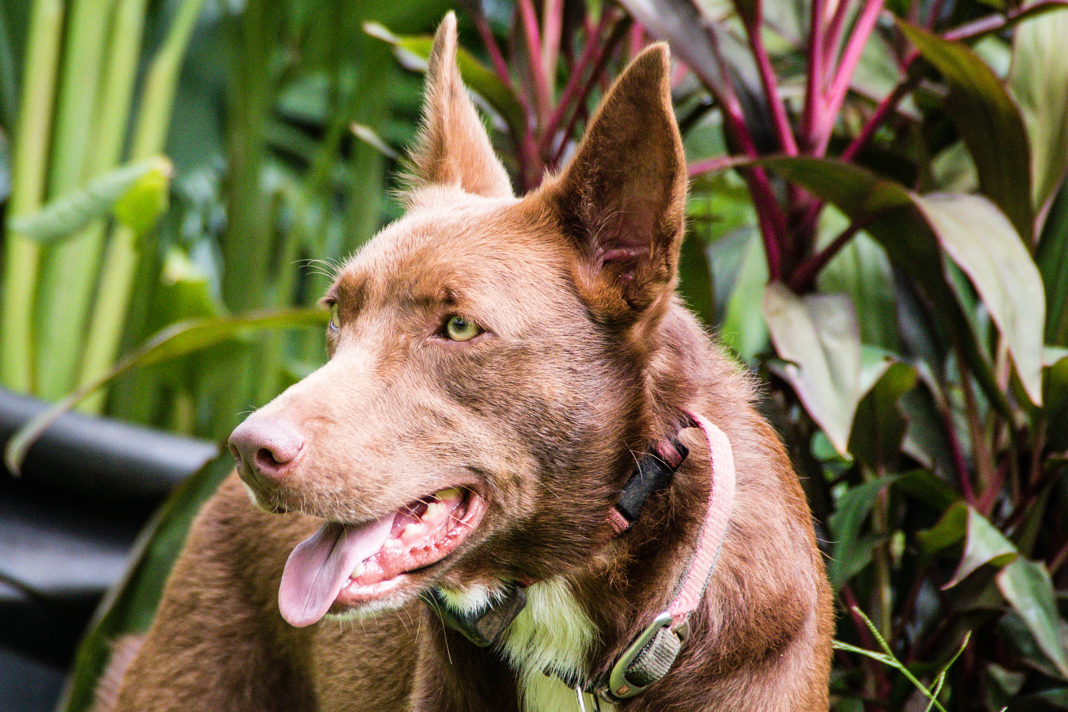 Australian Kelpie Dog Breed Information & Characteristics