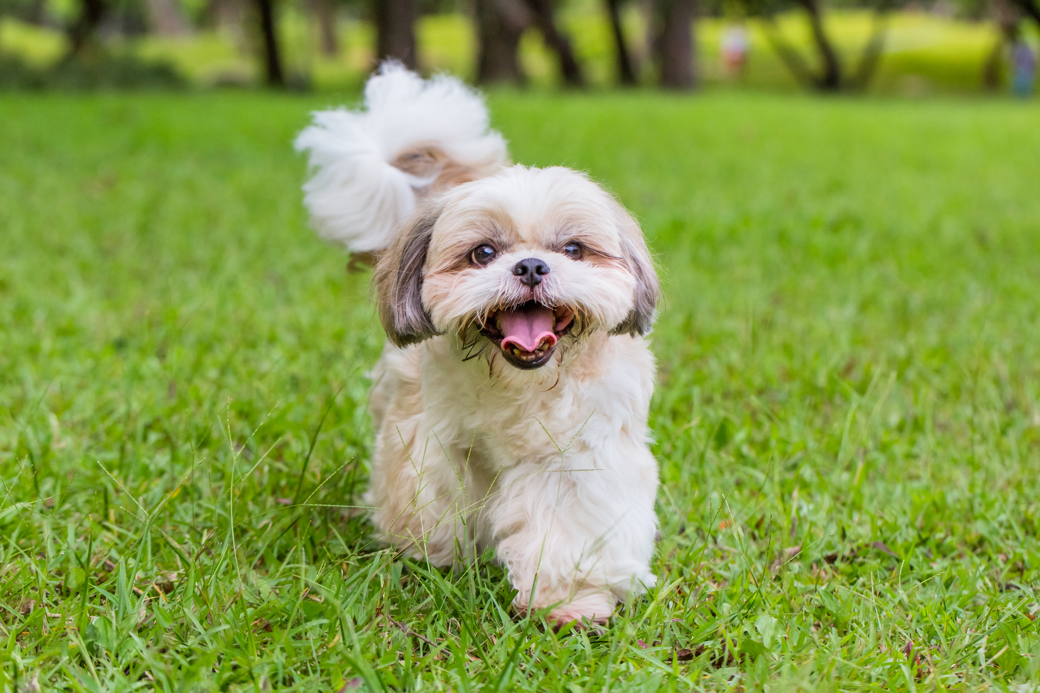 Shih Tzu Dog Breed Information & Characteristics