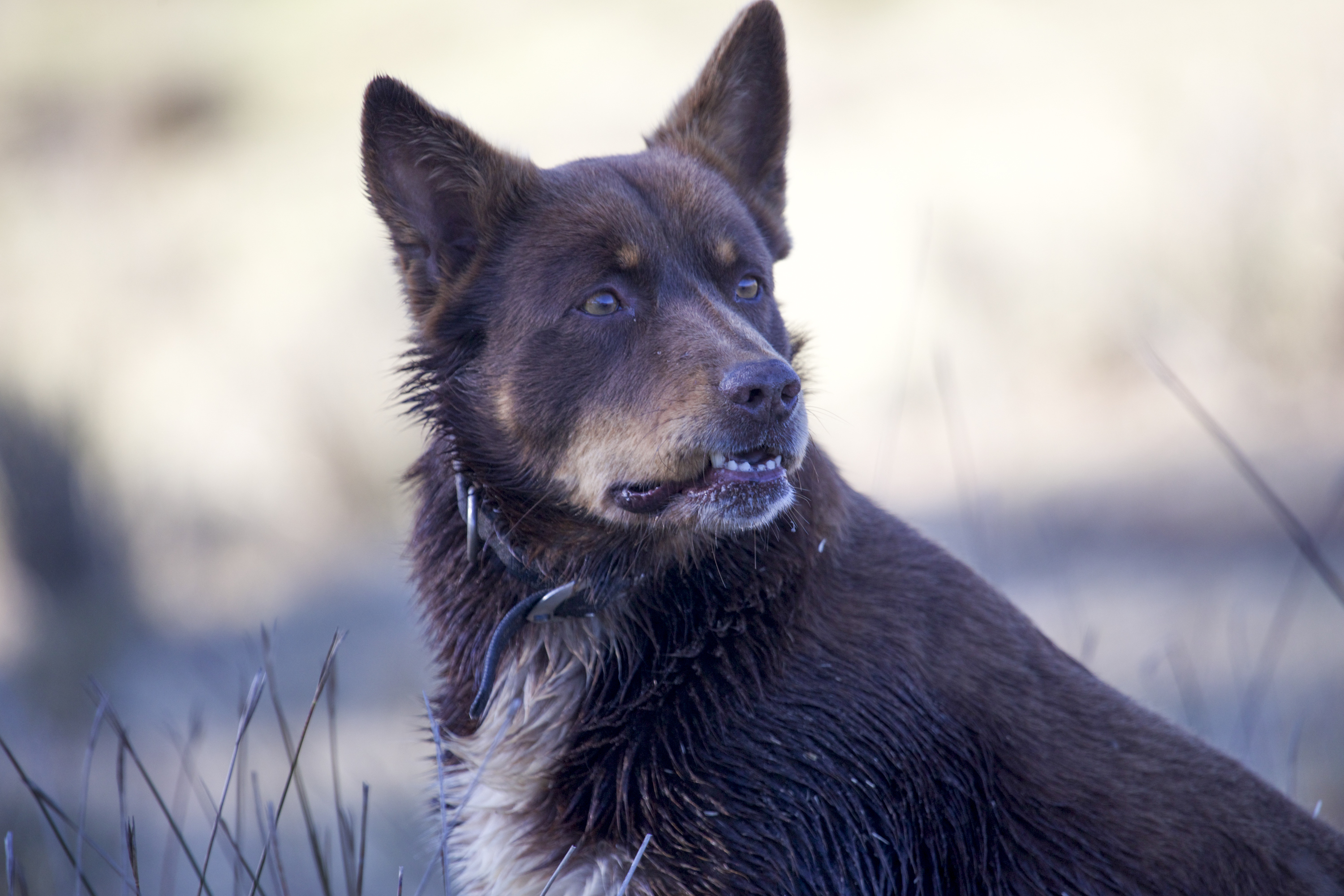 Australian Kelpie Dog Breed Information & Characteristics