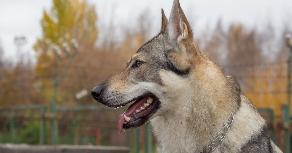 Czechoslovakian Vlcak Dog Breed Information