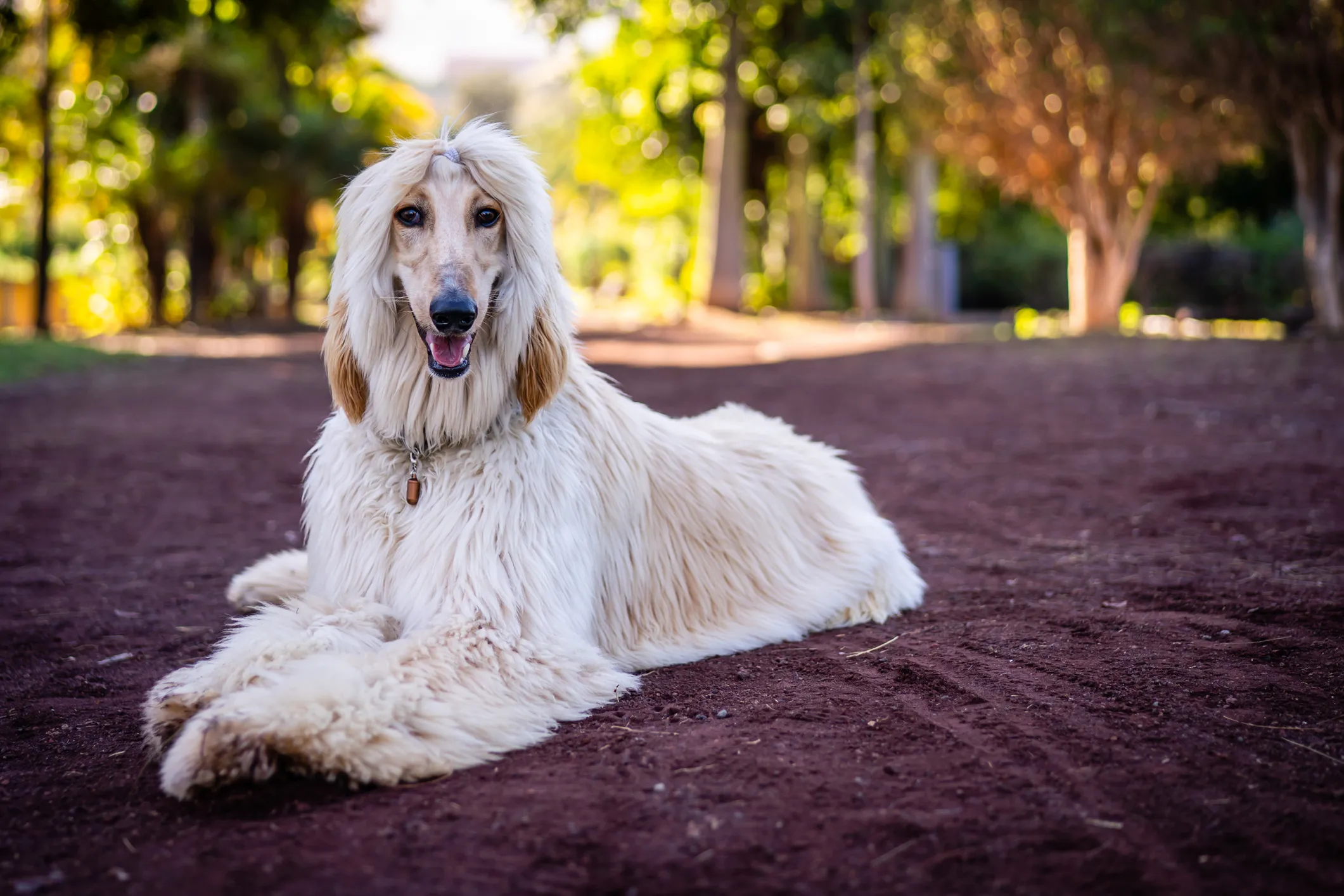 Afghan Hound Dog Breed Information & Characteristics