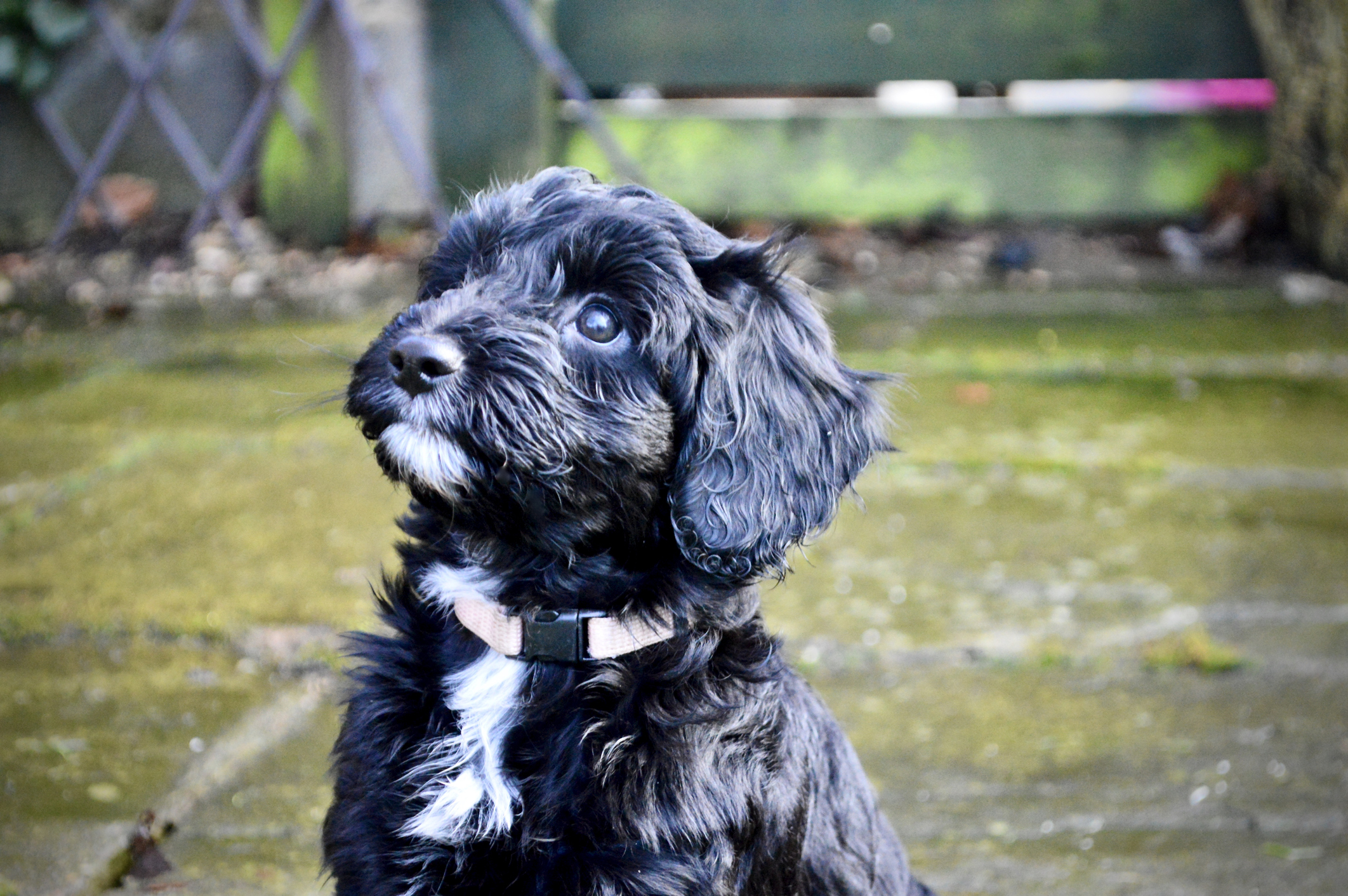 Cockapoo Puppies: Cute Pictures and Facts