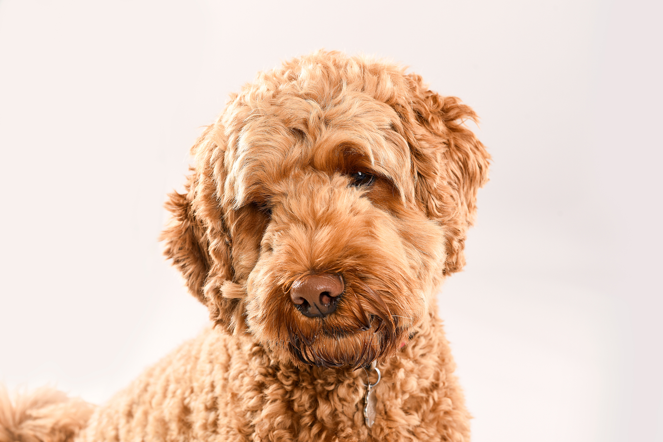 Goldendoodle Dog Breed Information & Characteristics