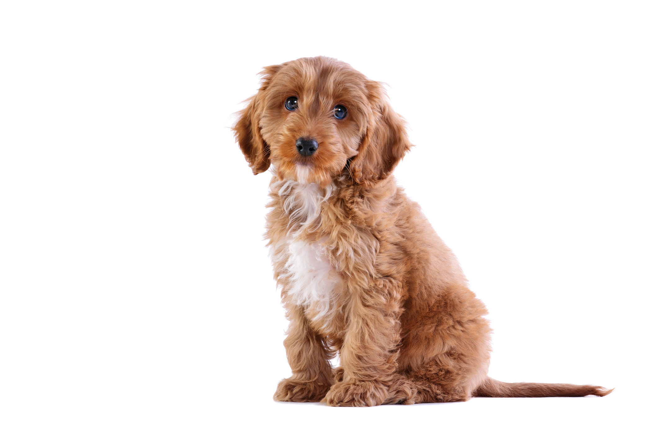 Cockapoo Dog Breed Information & Characteristics