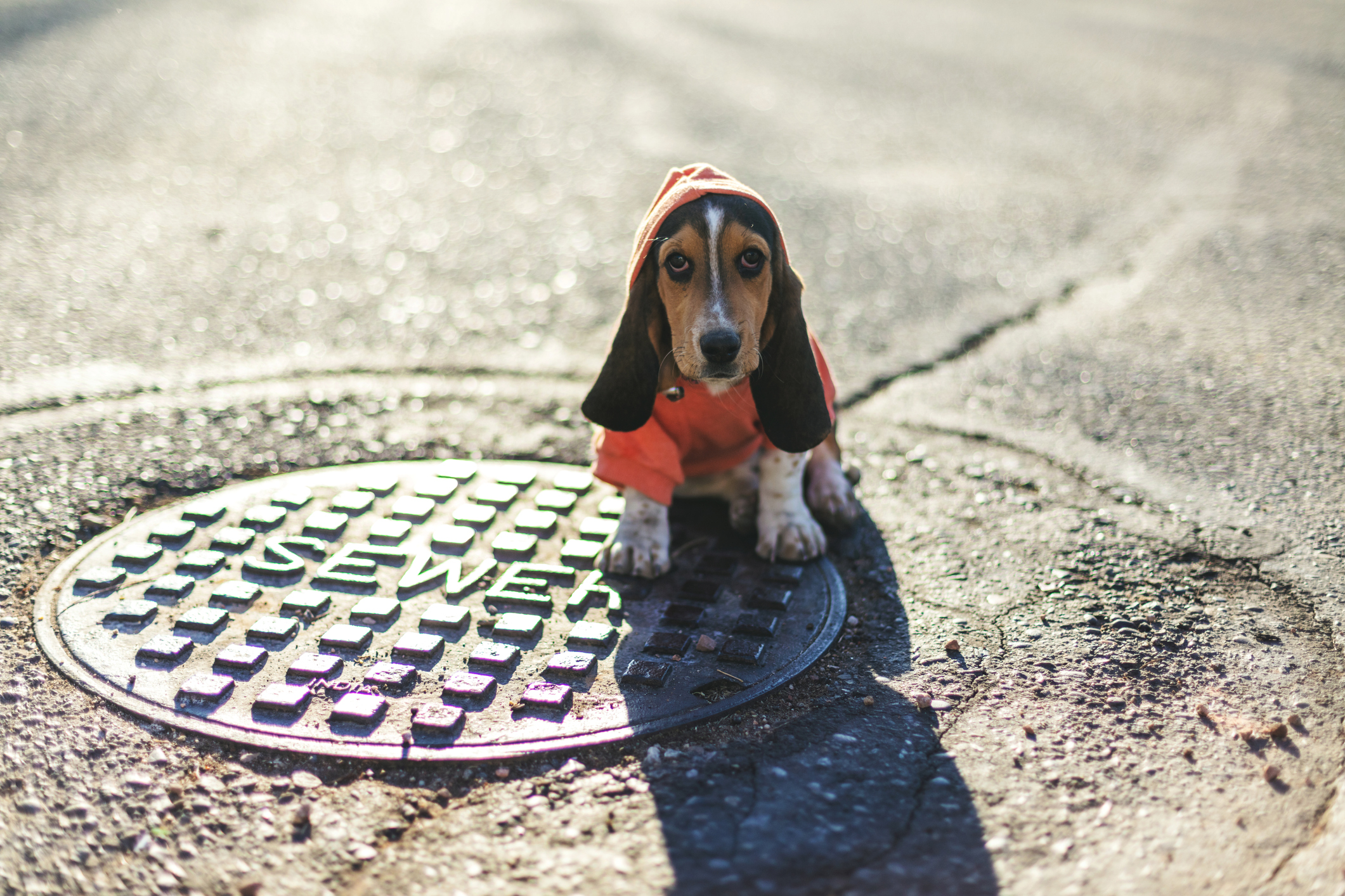 Basset Hound Puppy Pictures and Facts