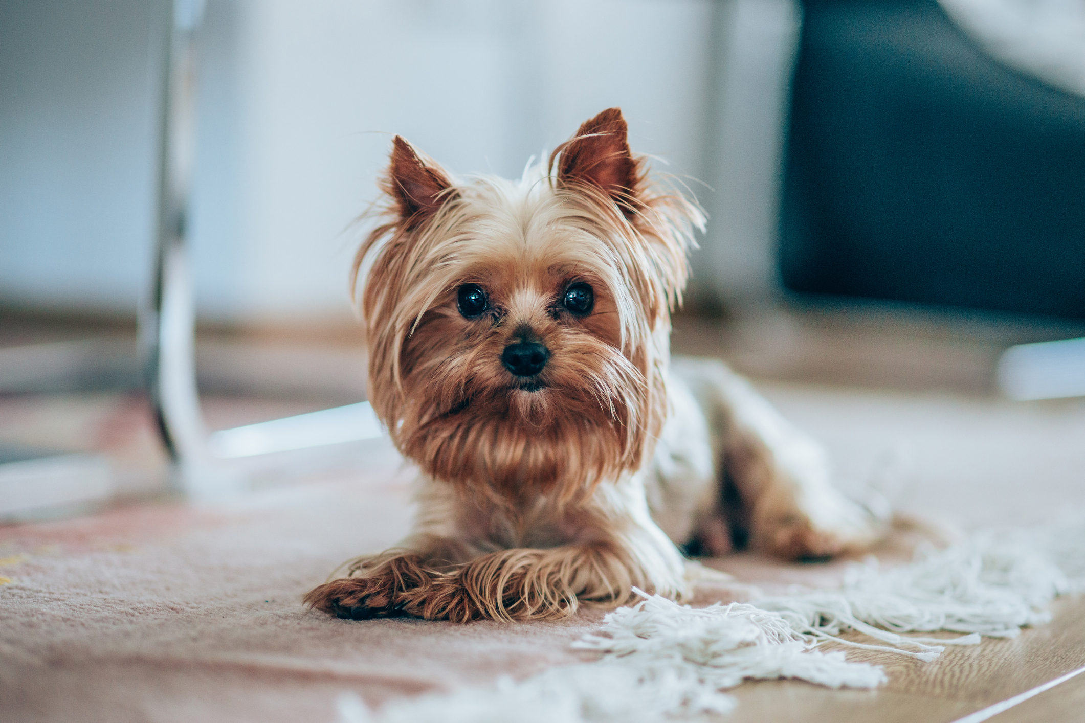Yorkshire Terrier (Yorkie) Dog Breed Information