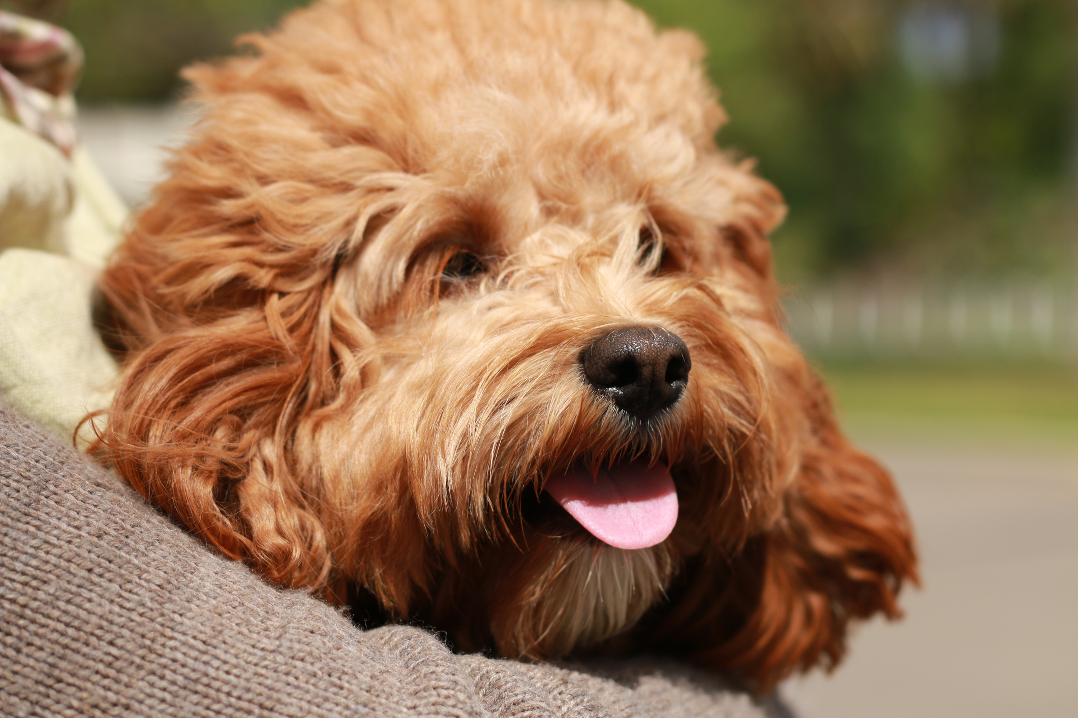 Cavapoo Puppy Pictures and Facts