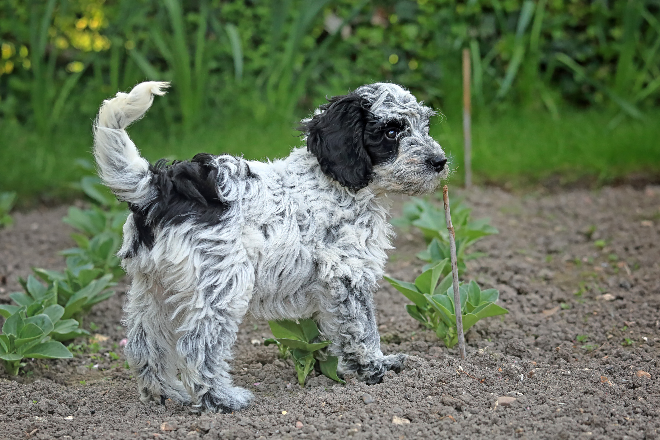 Cockapoo Puppy Pictures and Facts