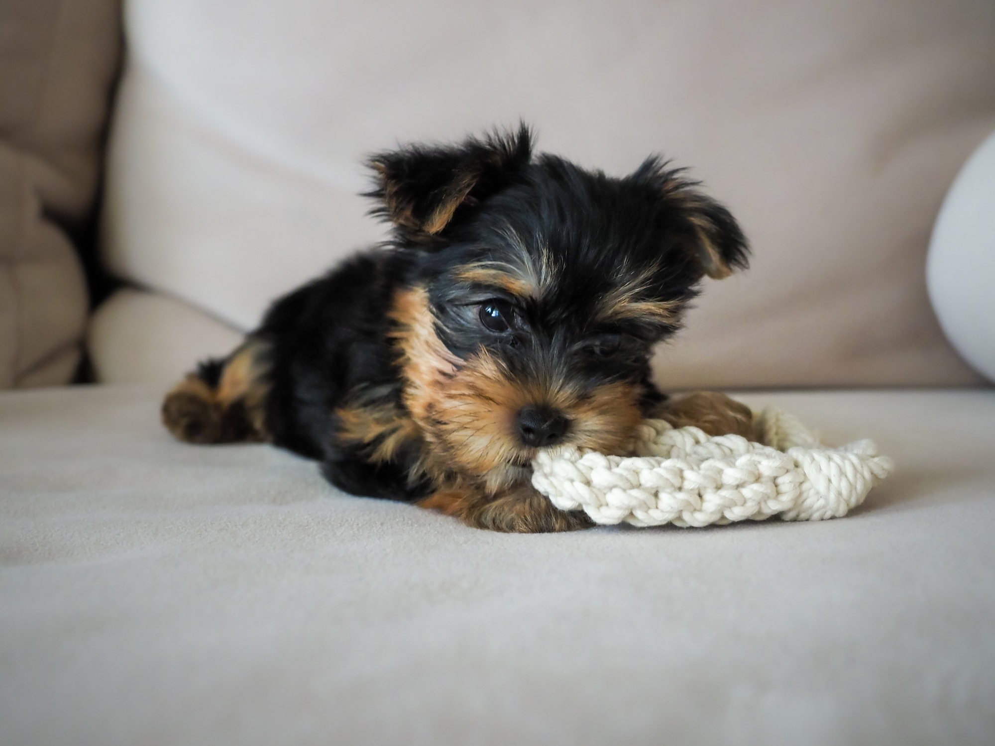 Yorkshire Terrier Puppy Pictures and Facts