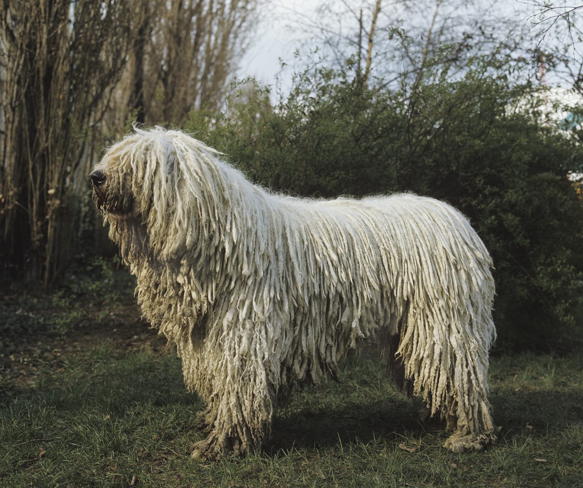 Komondor Dog Breed Information & Characteristics