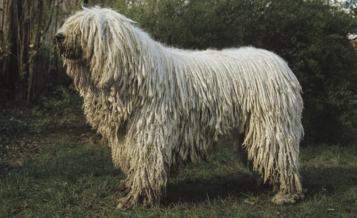 Komondor Dog Breed Information & Characteristics