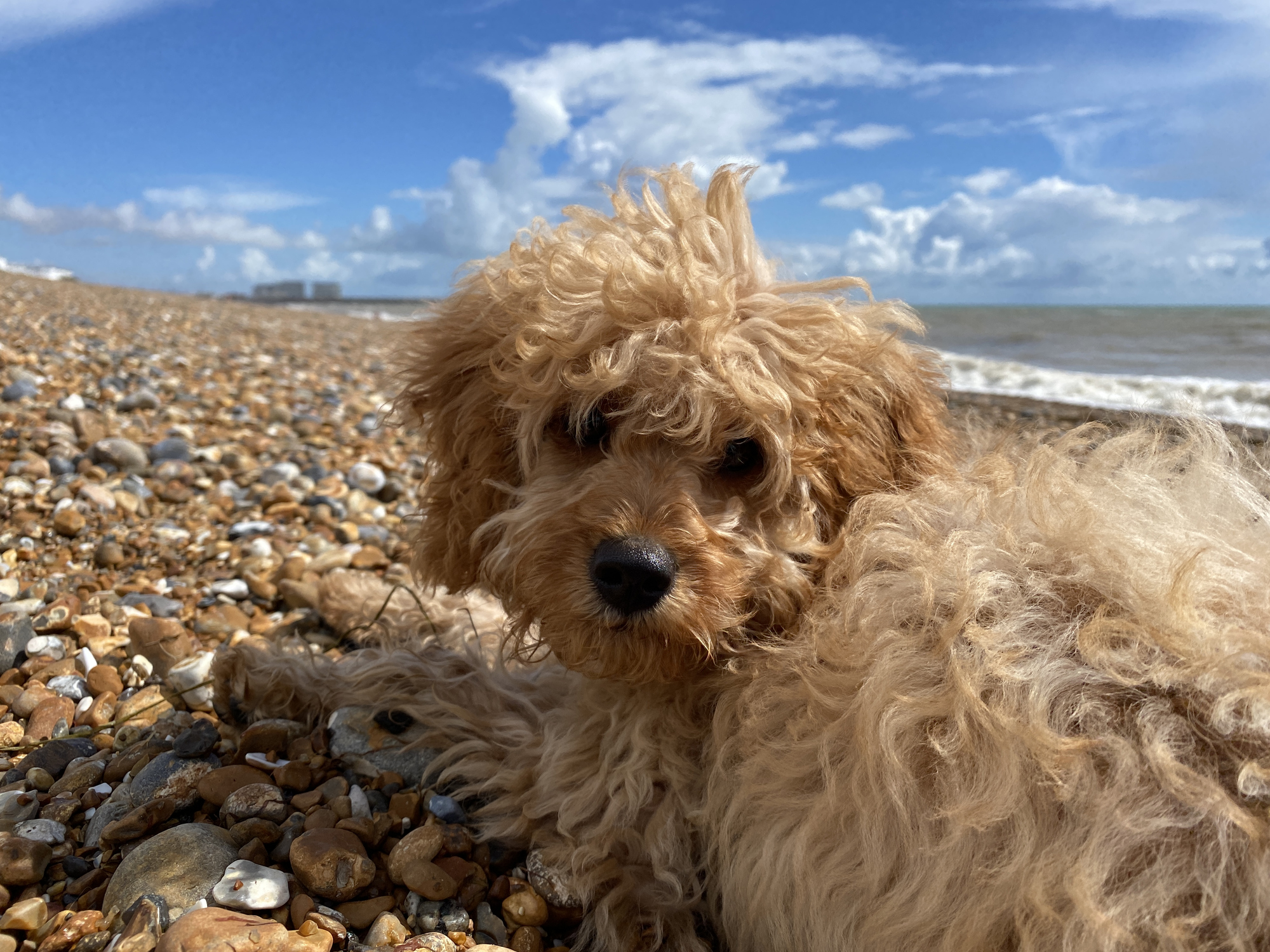 Cavapoo Puppy Pictures and Facts