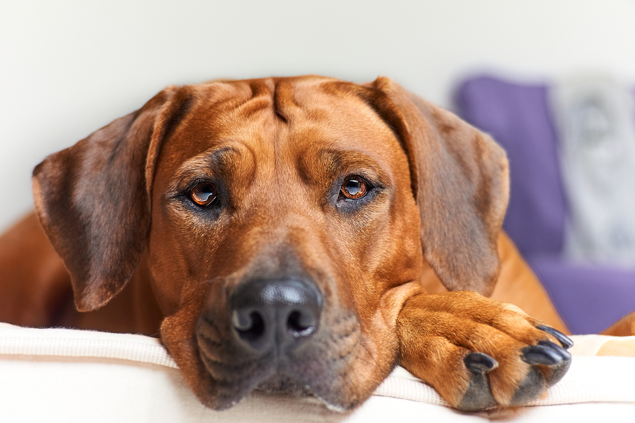 Rhodesian Ridgeback Dog Breed Information & Characteristics