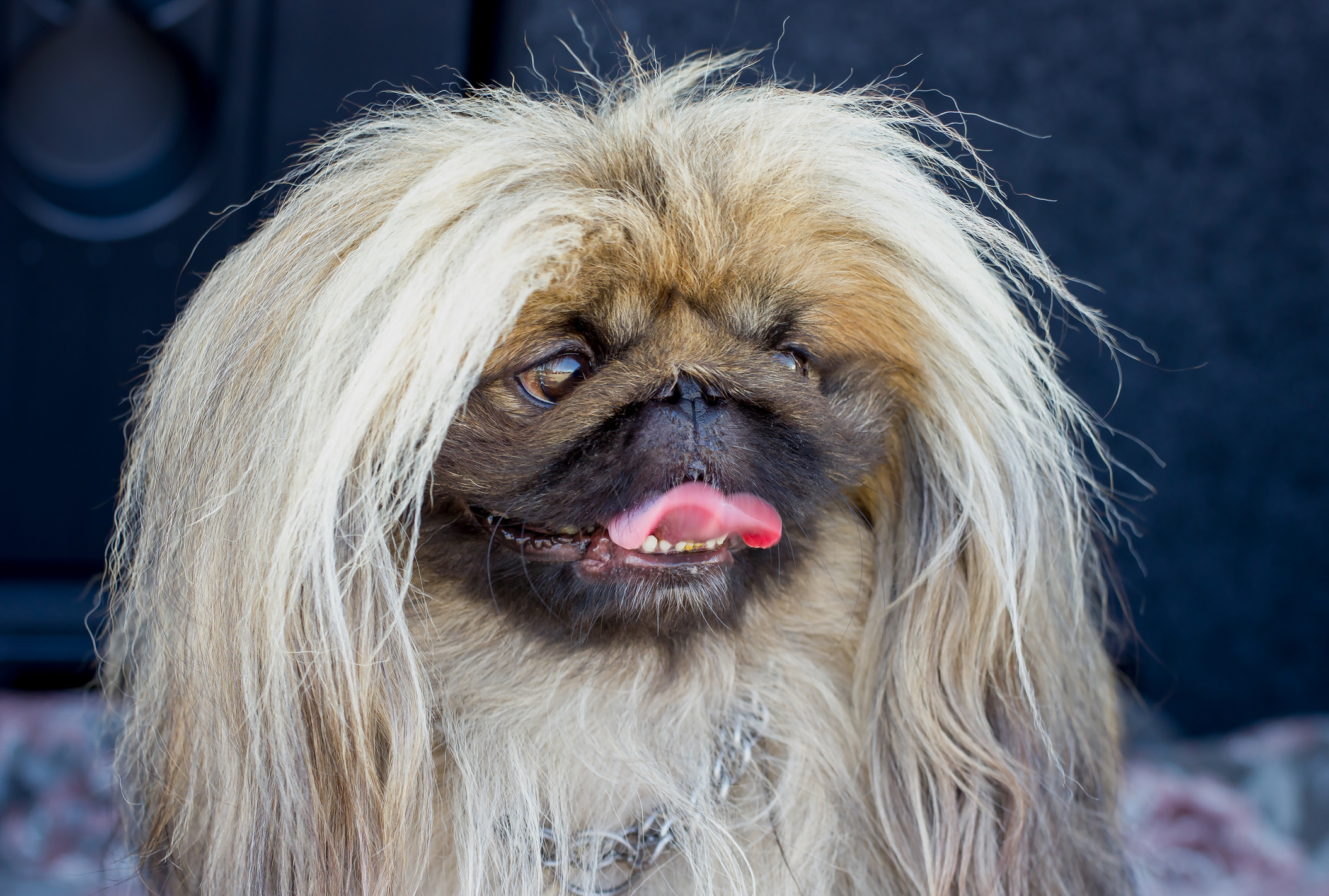 Pekingese Dog Breed Information & Characteristics
