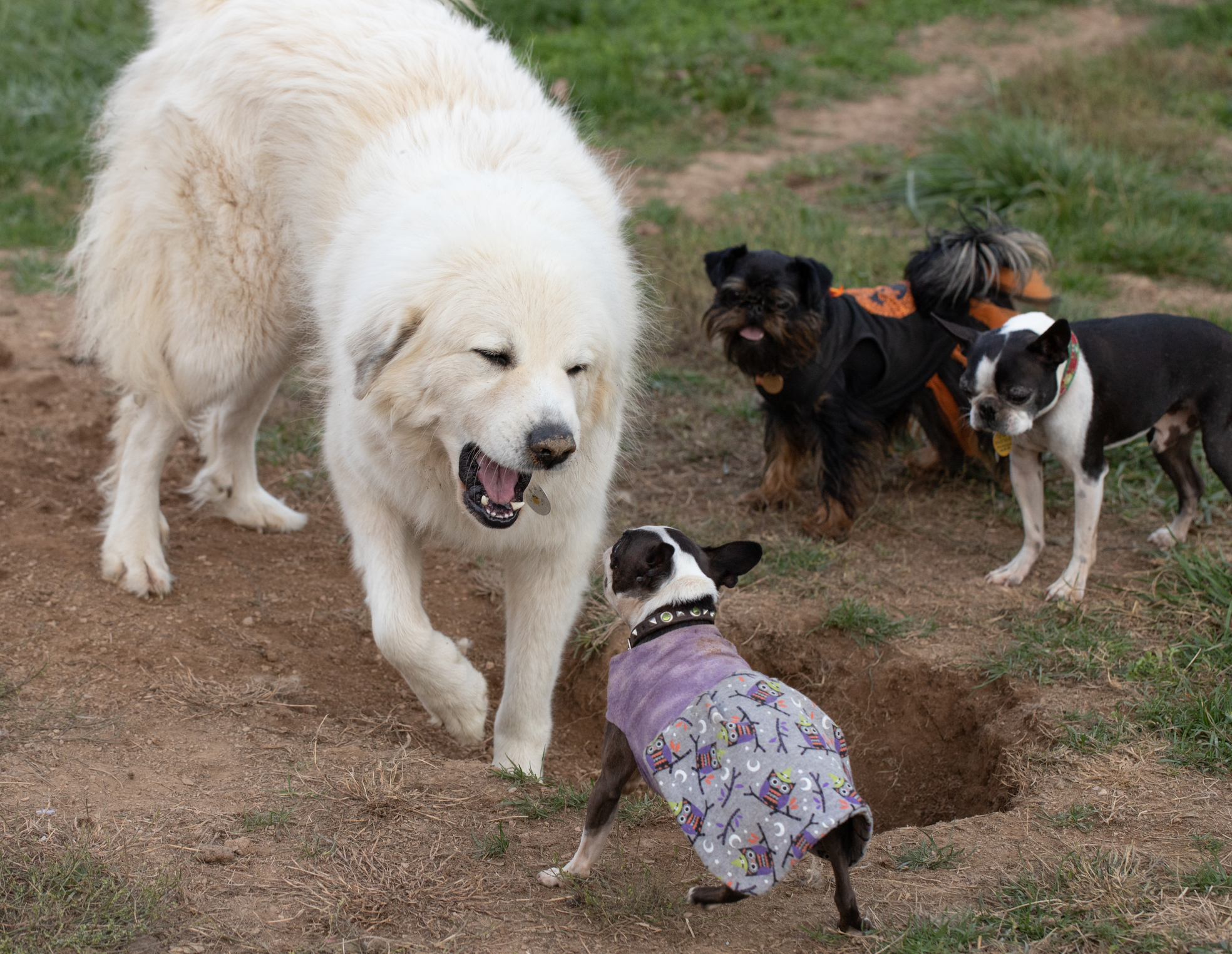 Dominant Behavior in Dogs: What It Is and How to Respond to It