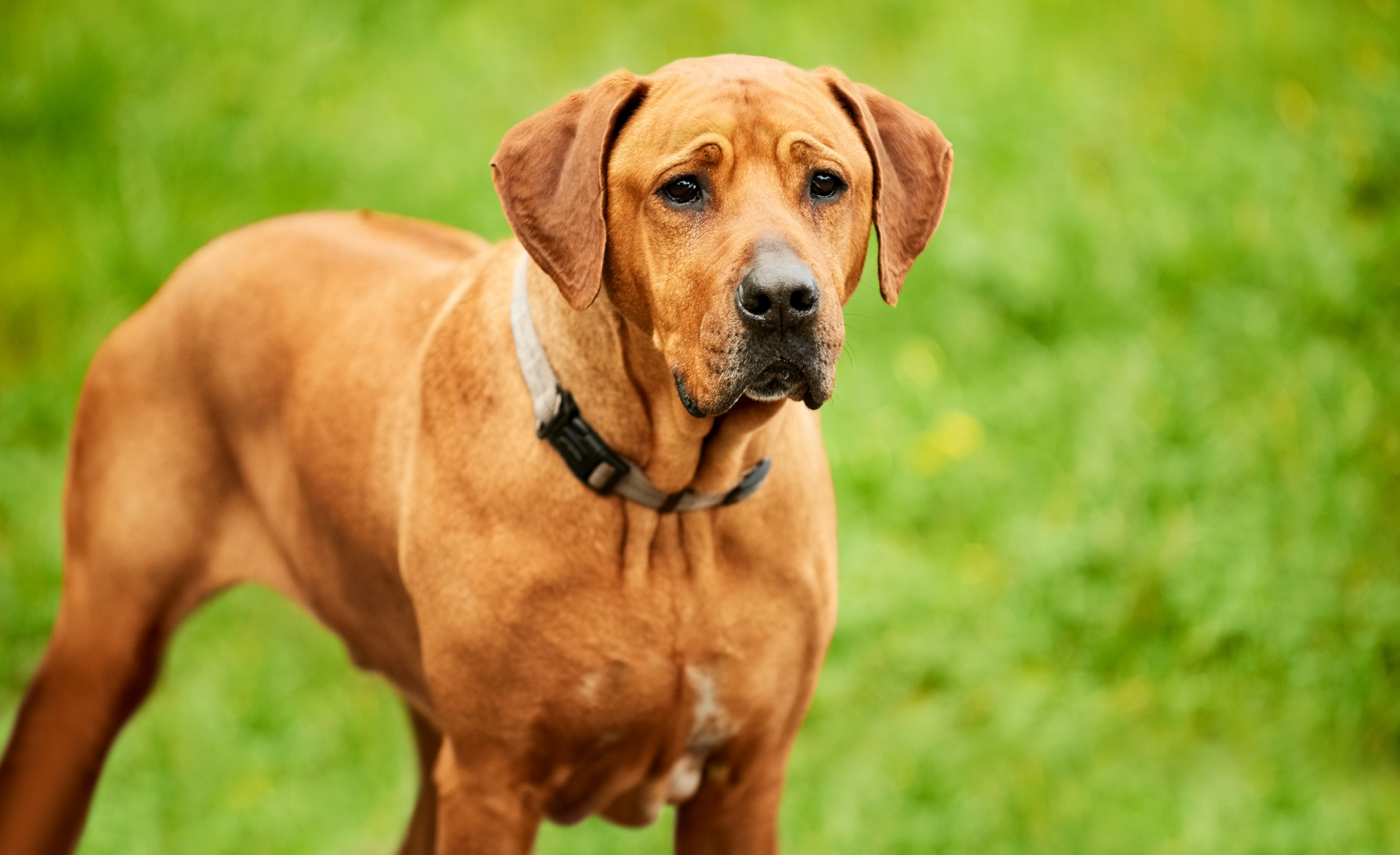 Rhodesian Ridgeback Dog Breed Information & Characteristics