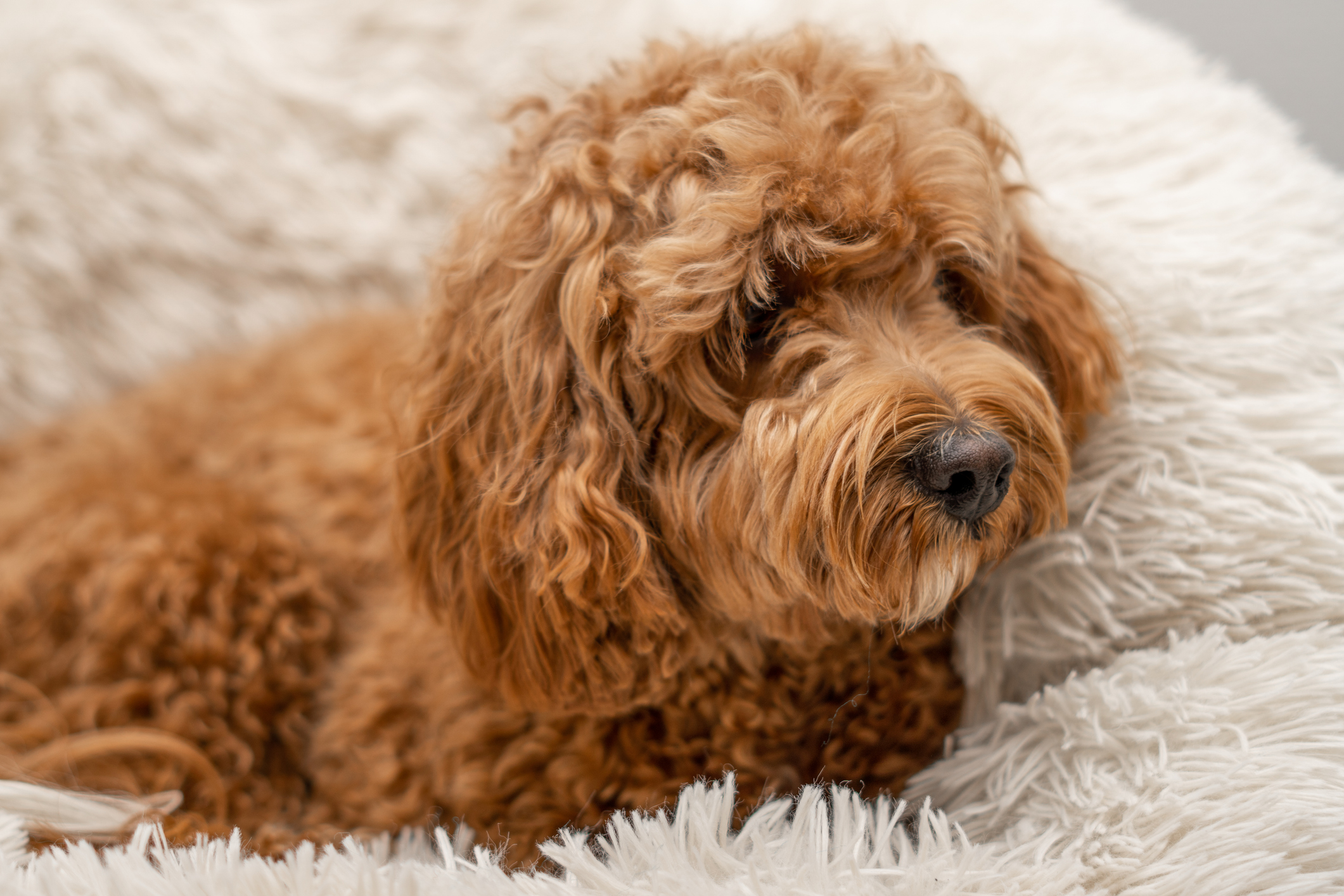 Cavapoo Puppy Pictures and Facts