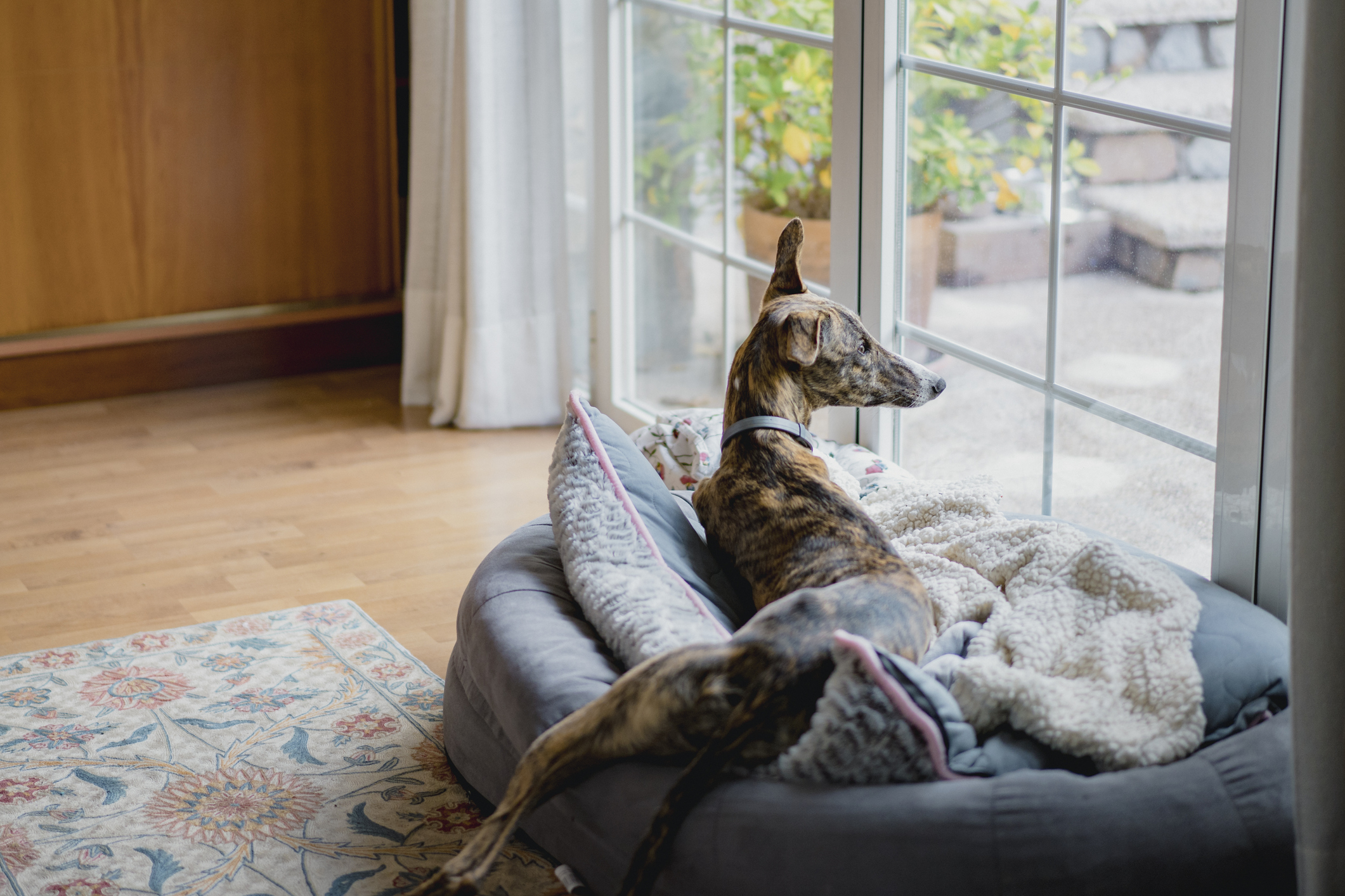 Greyhound Dog Breed Information & Characteristics