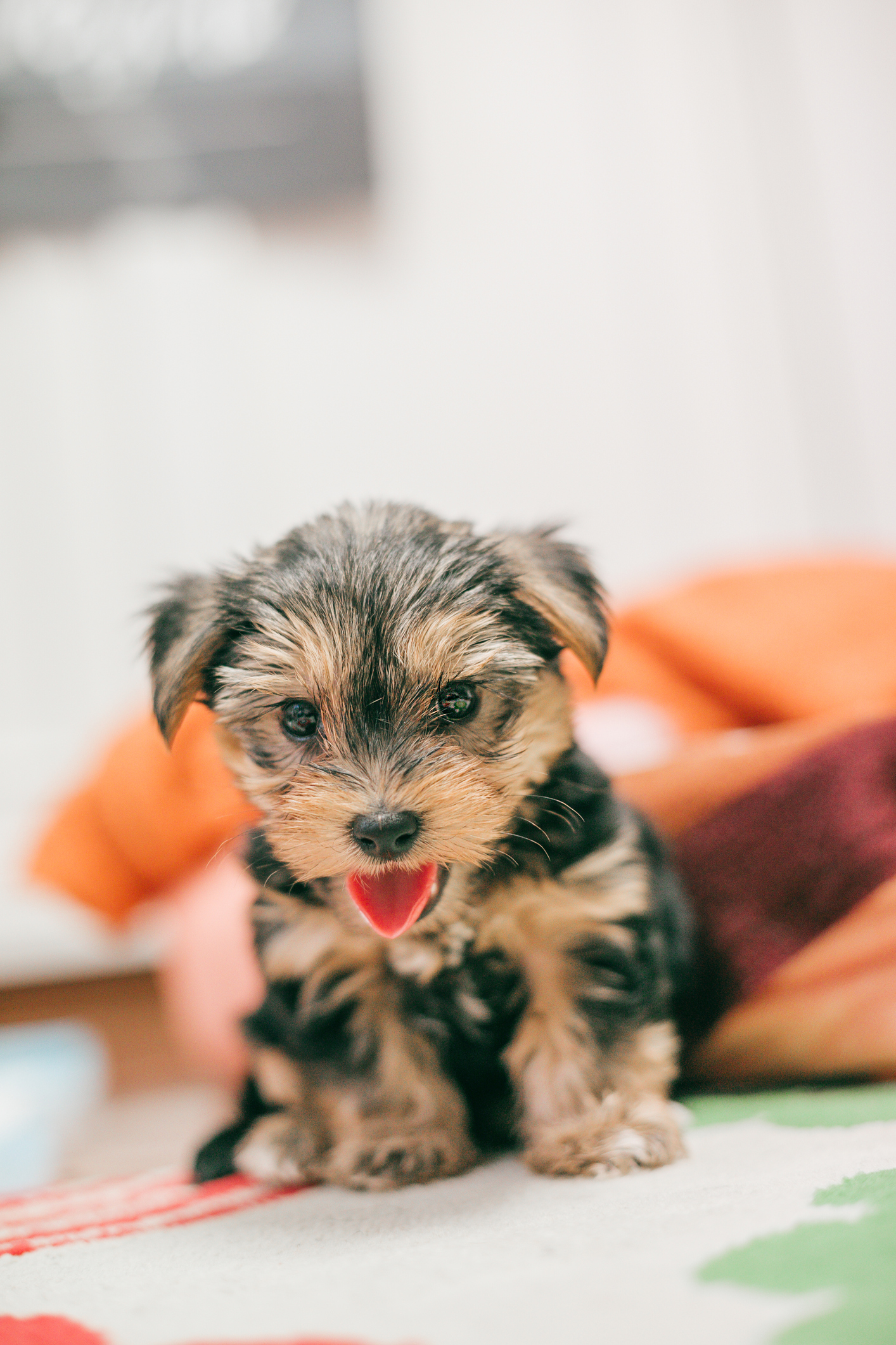 Yorkshire Terrier Puppy Pictures and Facts