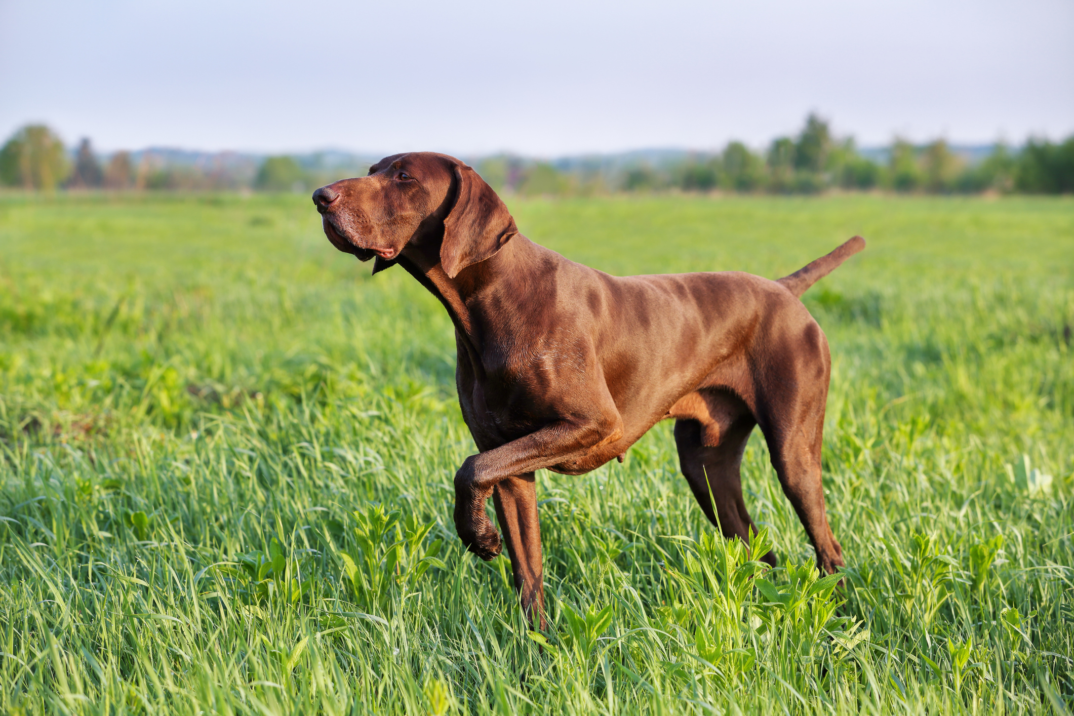 German Shorthaired Pointer Dog Breed Information
