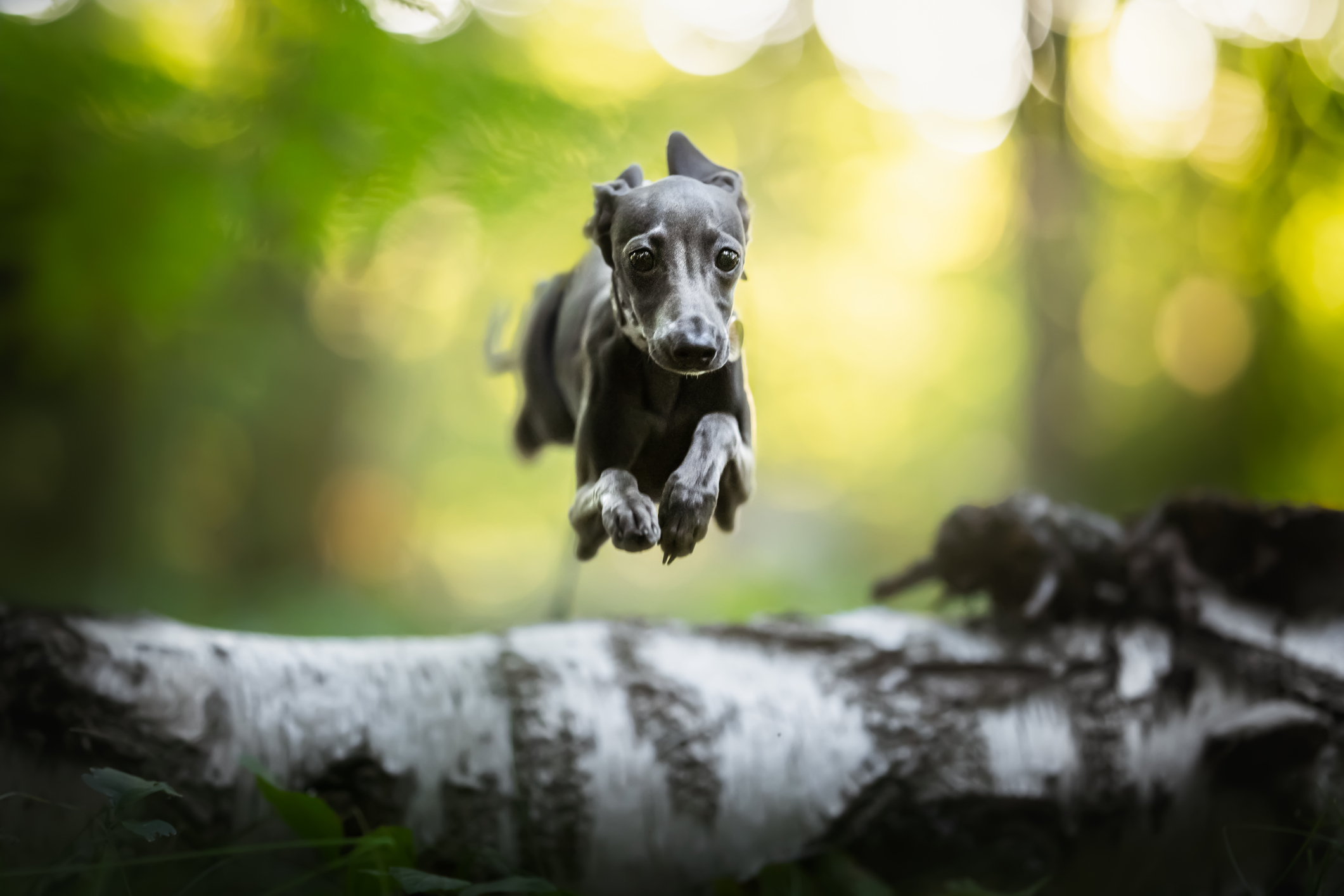 Greyhound Dog Breed Information & Characteristics