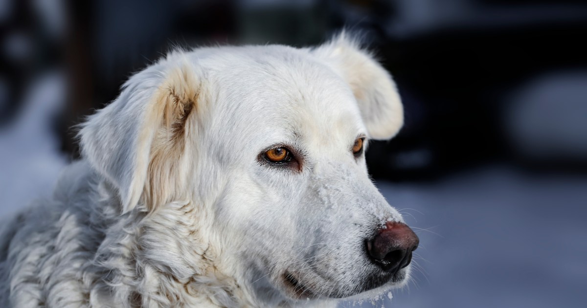 Slovensky Cuvac Dog Breed Information & Characteristics