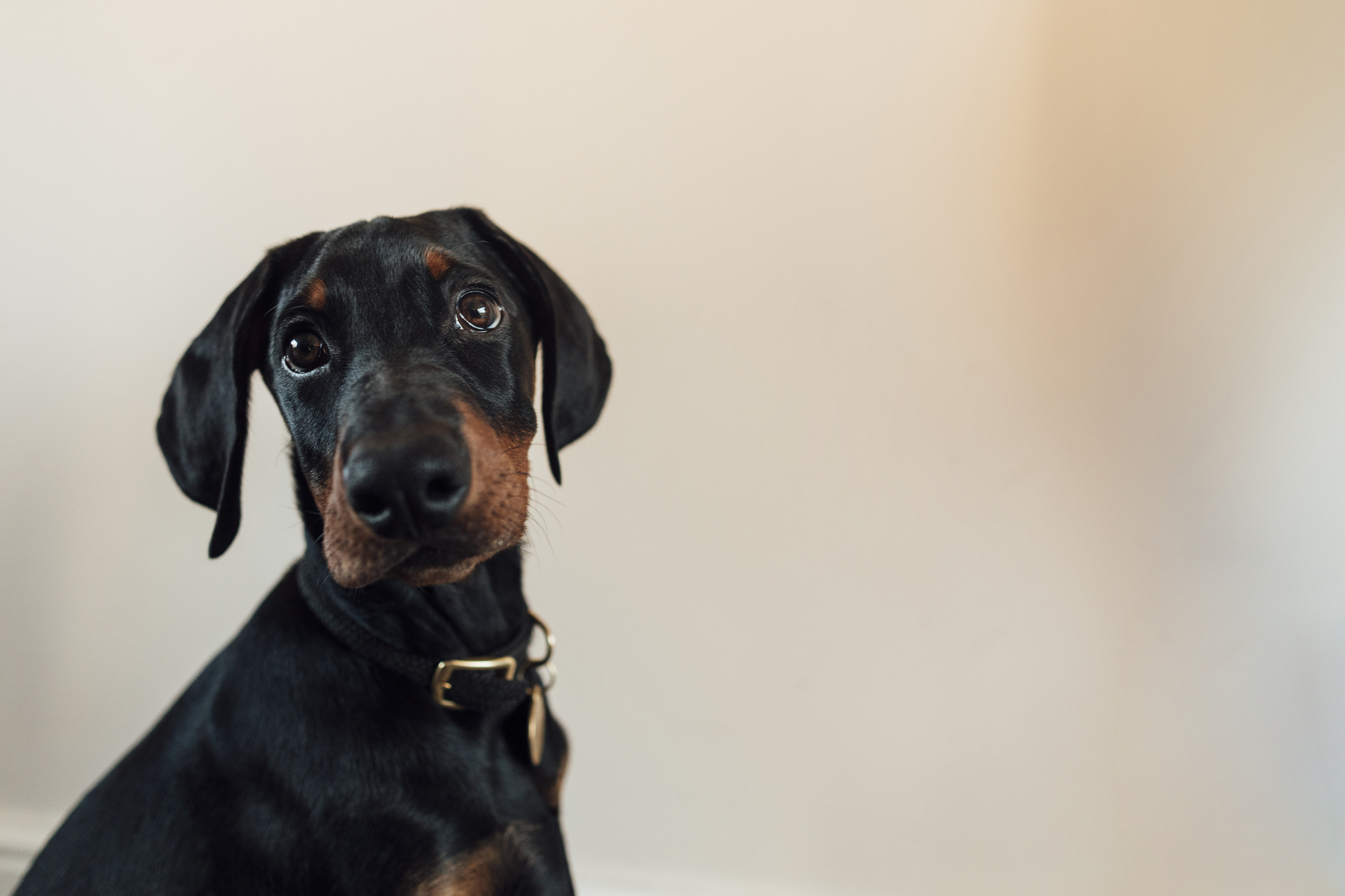 Doberman Pinscher Puppy Pictures and Facts