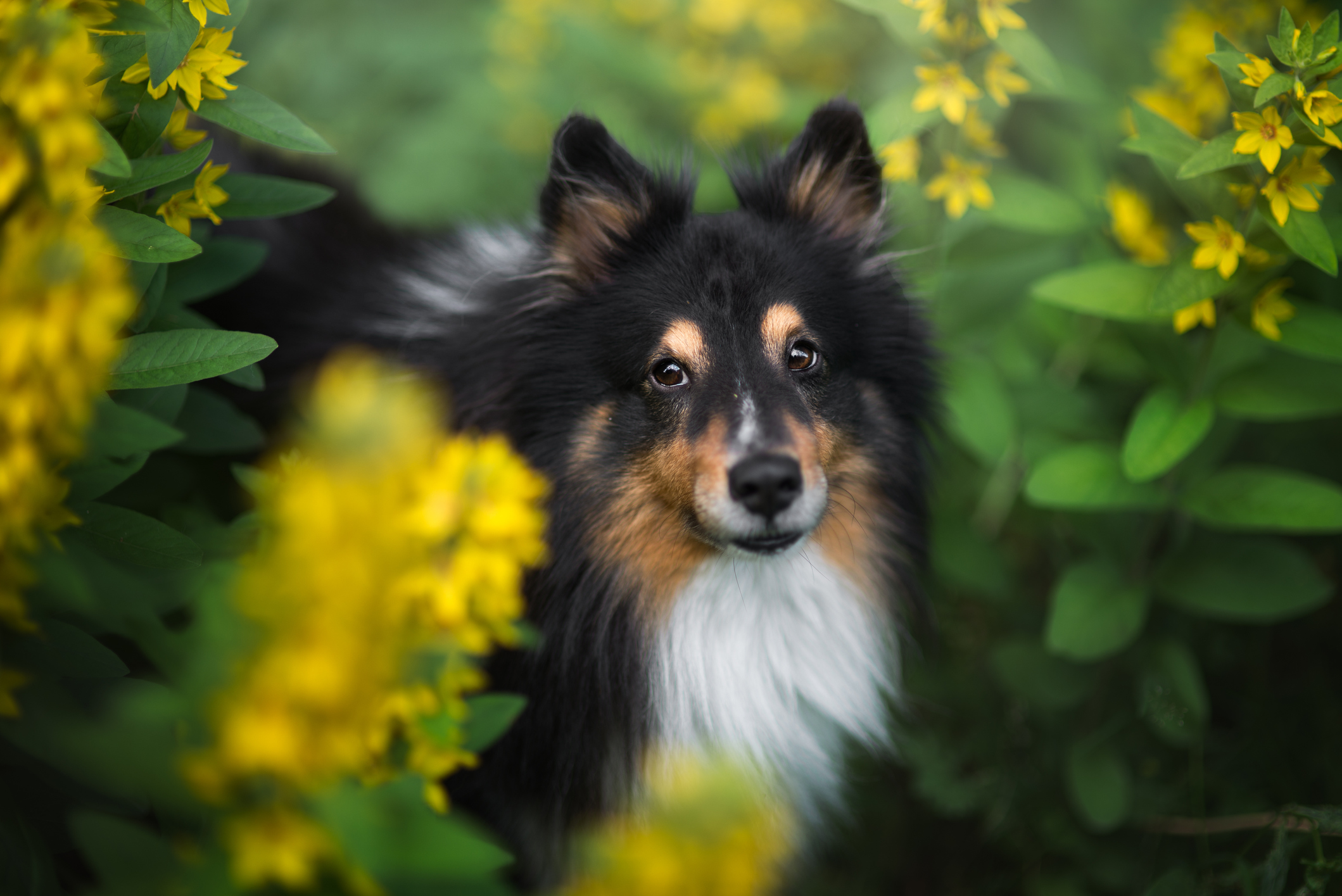 Shetland Sheepdog Dog Breed Information & Characteristics