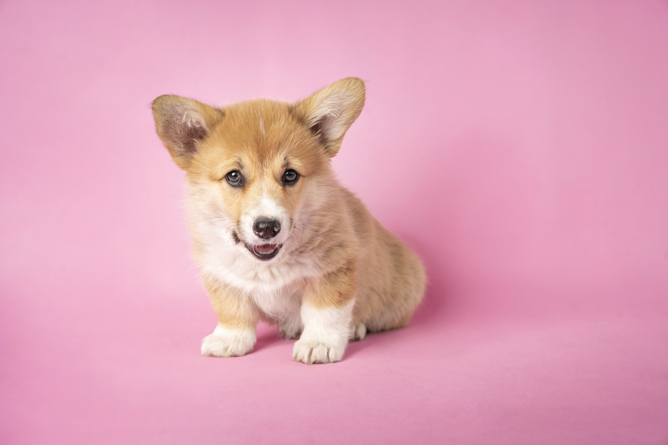 Corgi Puppy Pictures and Facts