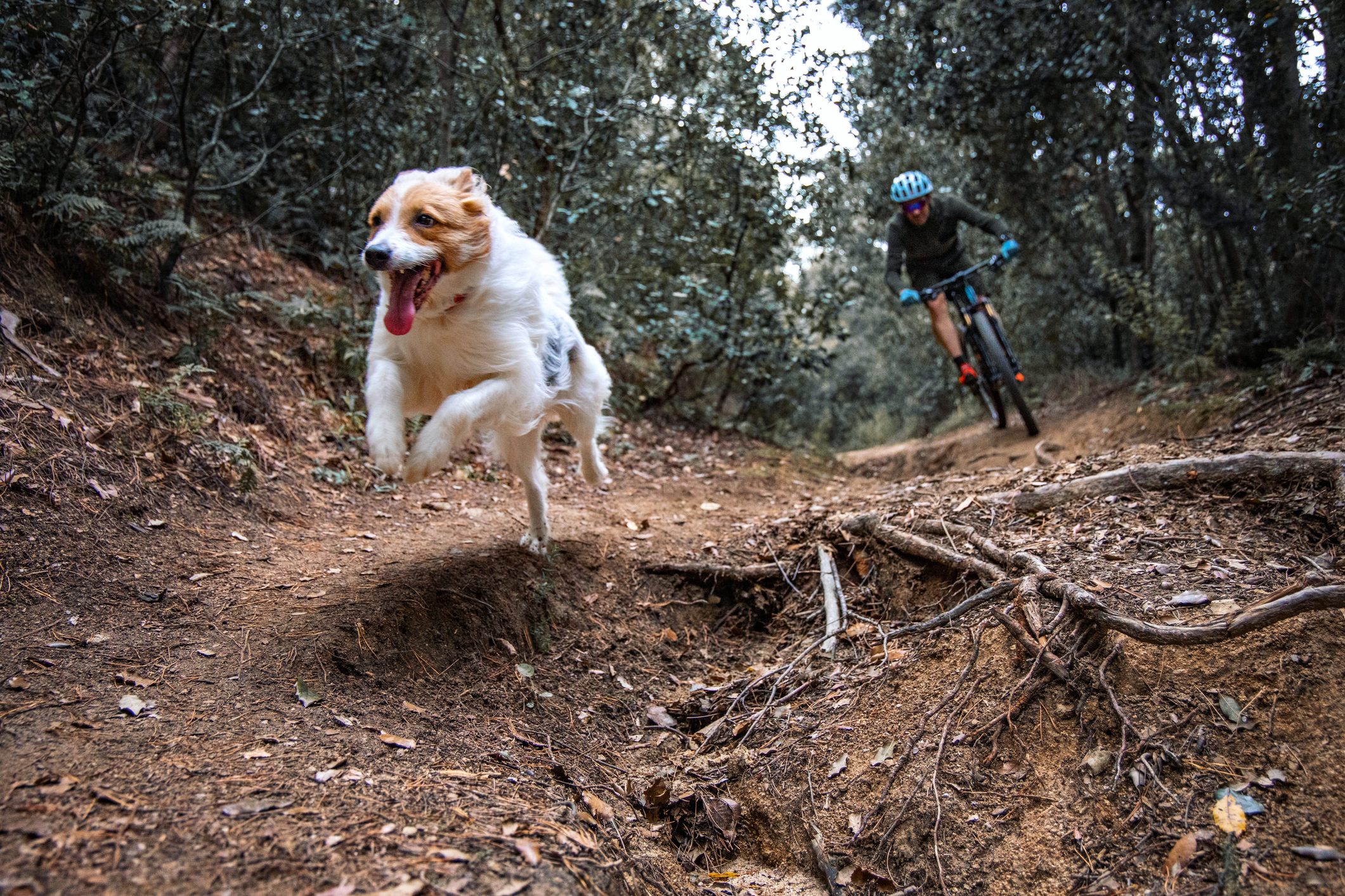 What Are My Dog's Exercise Needs?