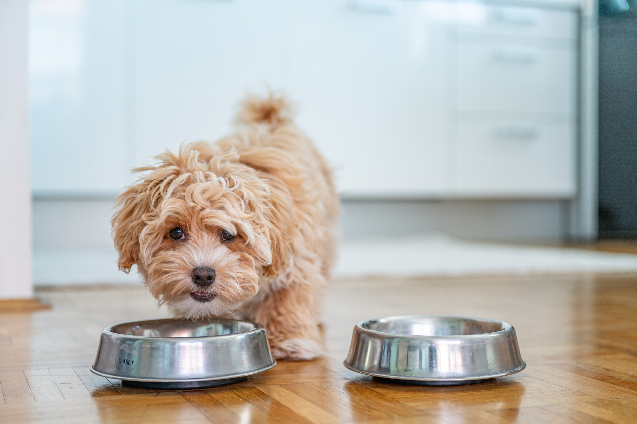 Maltipoo Dog Breed Information & Characteristics