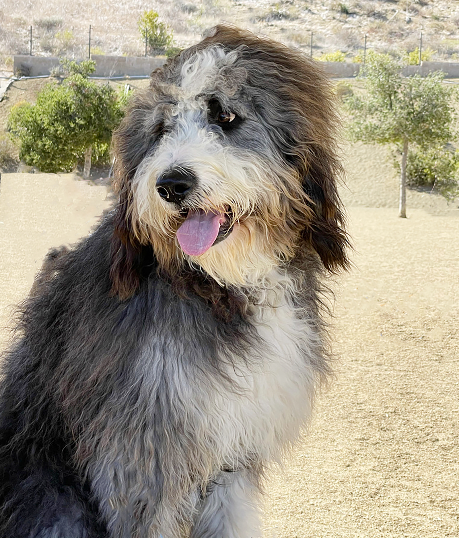 Bernedoodle Dog Breed Information & Characteristics