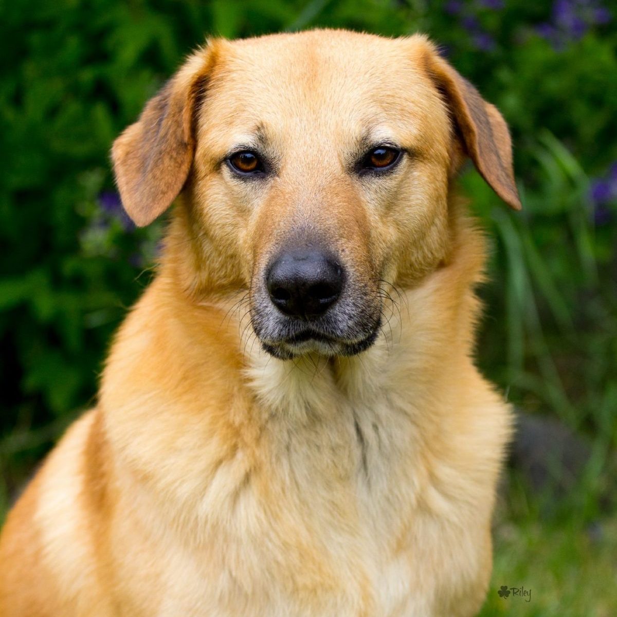 Chinook Dog Breed Information & Characteristics