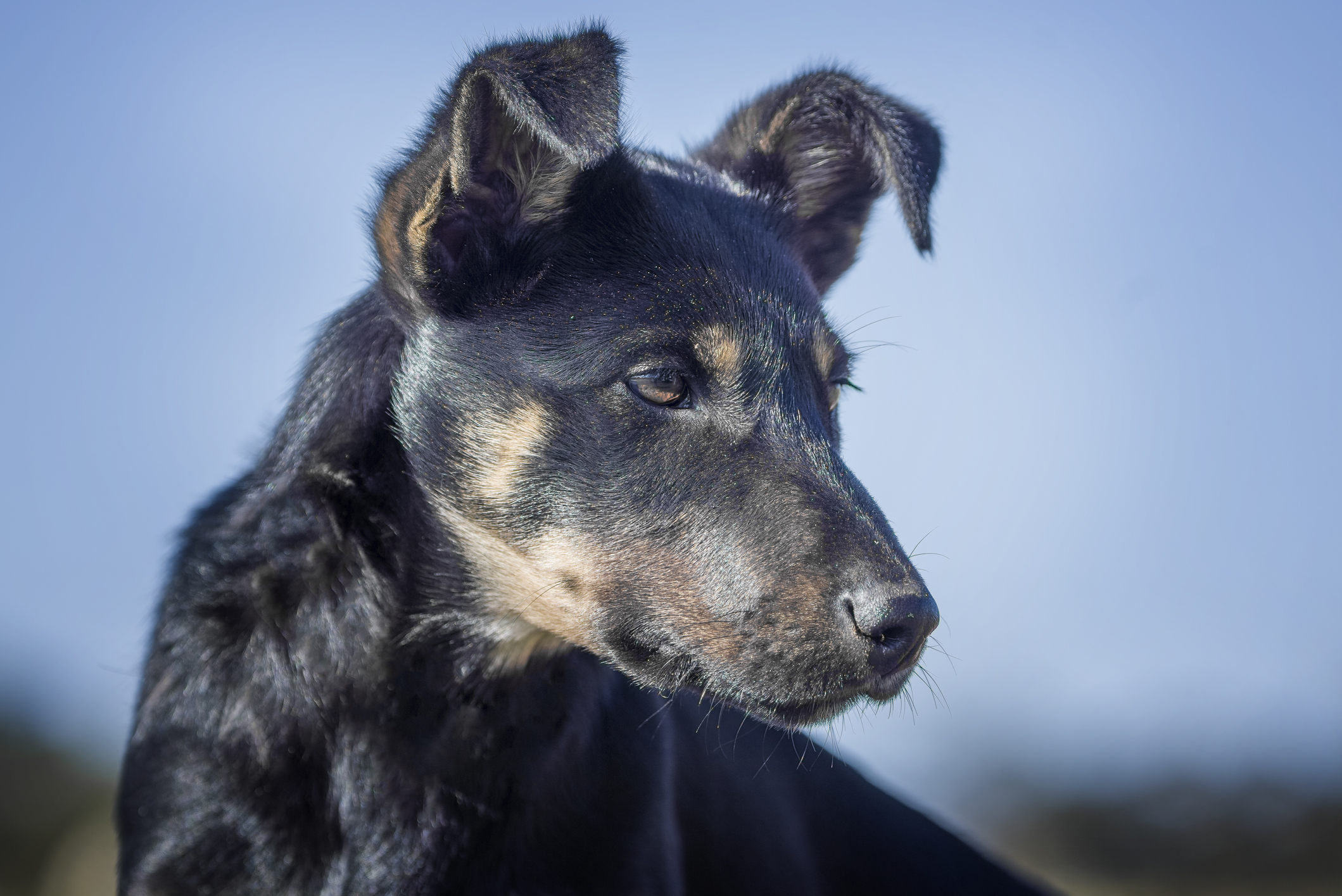 Australian Kelpie Dog Breed Information & Characteristics