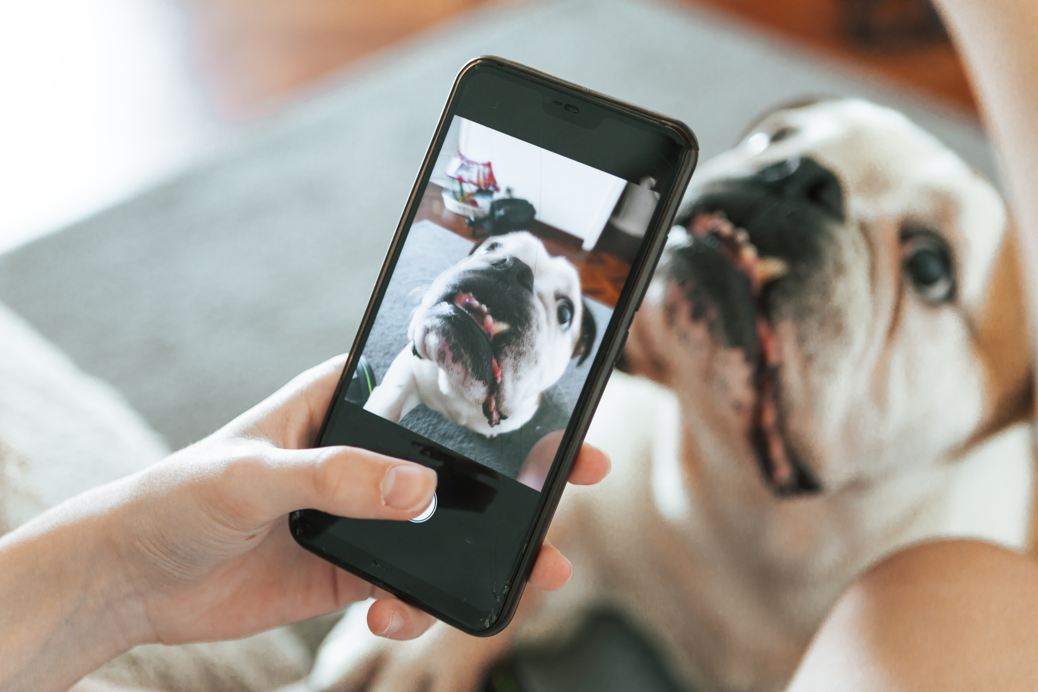 How To Take The Best Pictures Of Your Dog