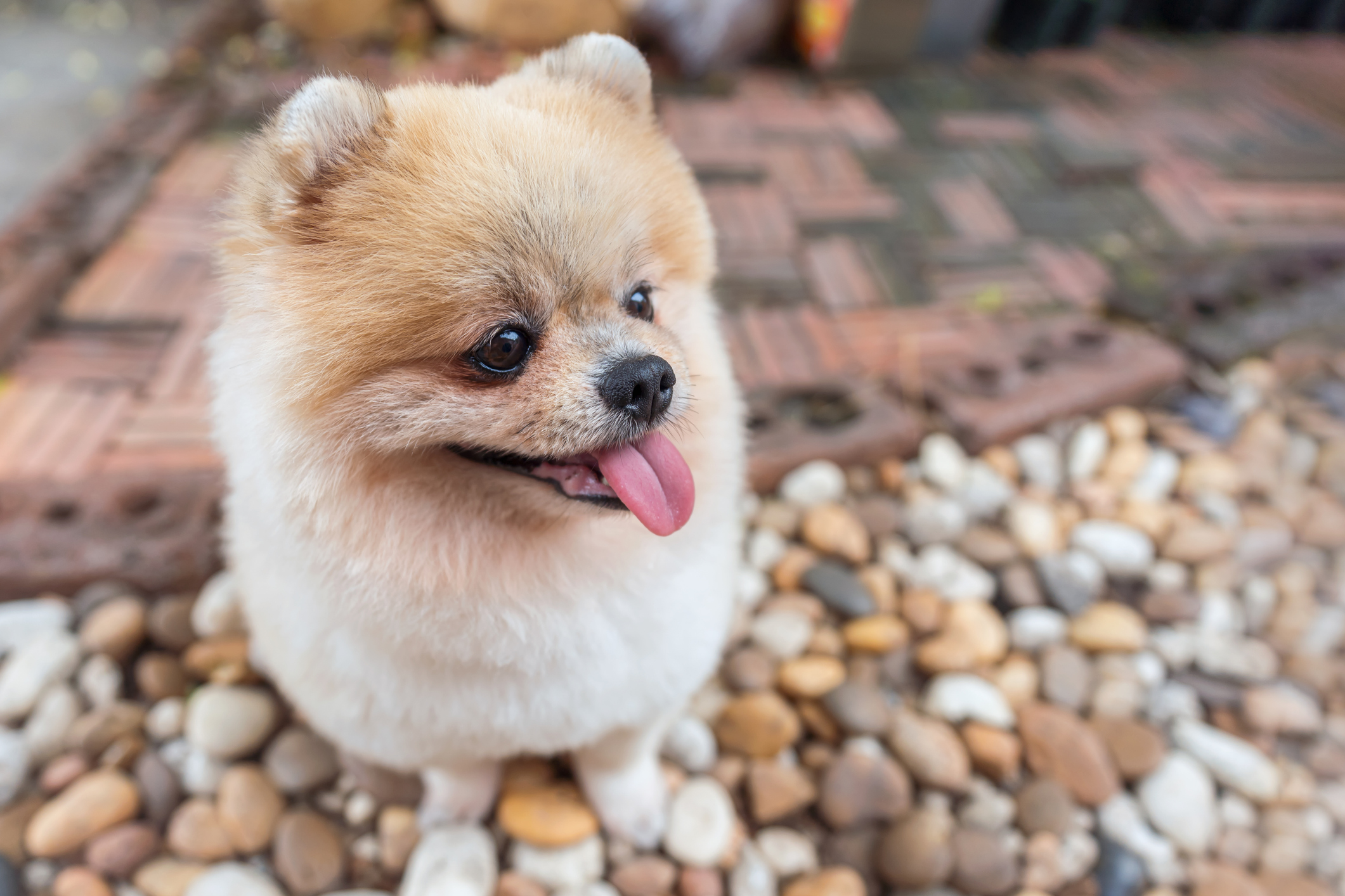 Pomeranian Dog Breed Information & Characteristics
