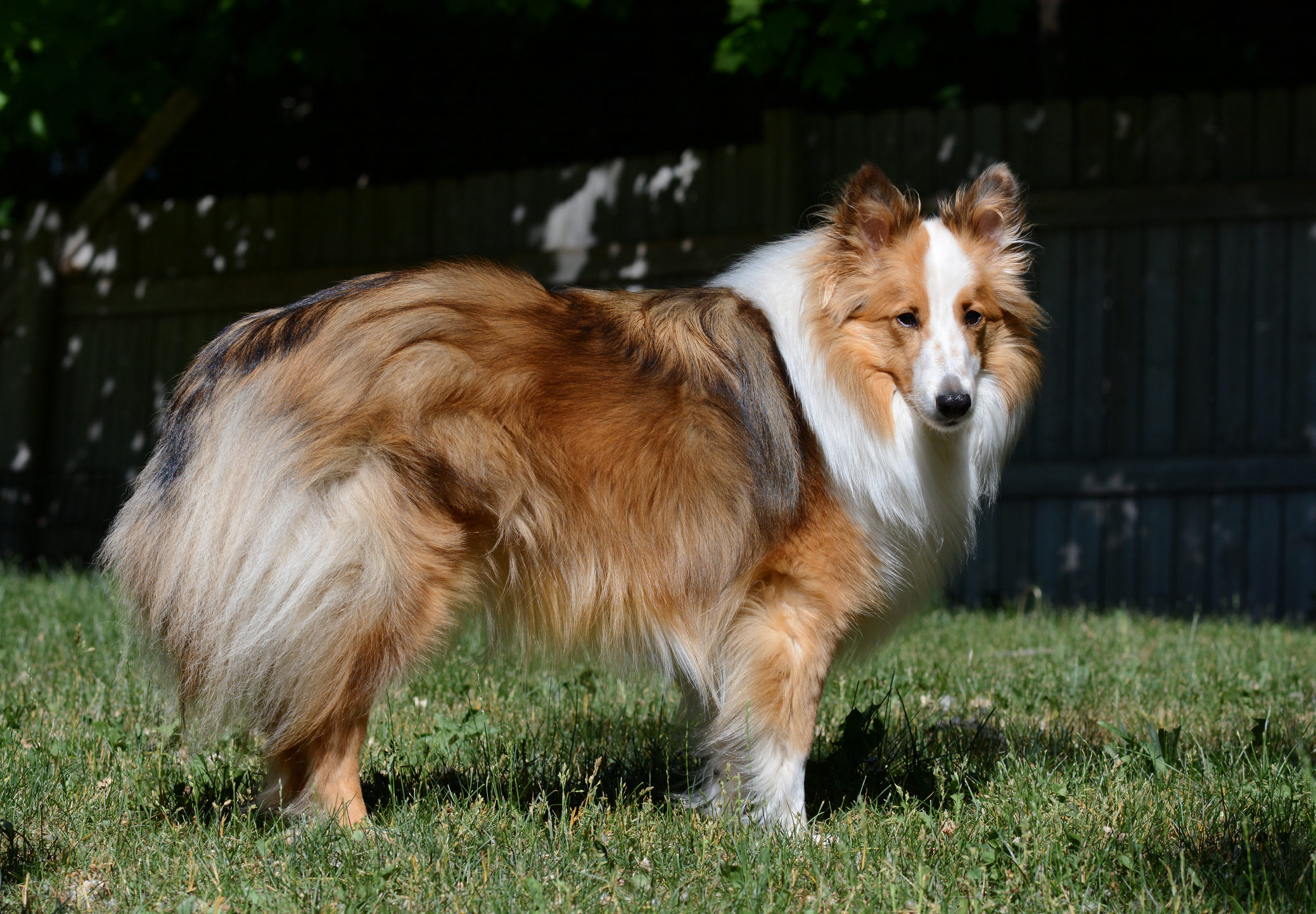 Shetland Sheepdog Dog Breed Information & Characteristics