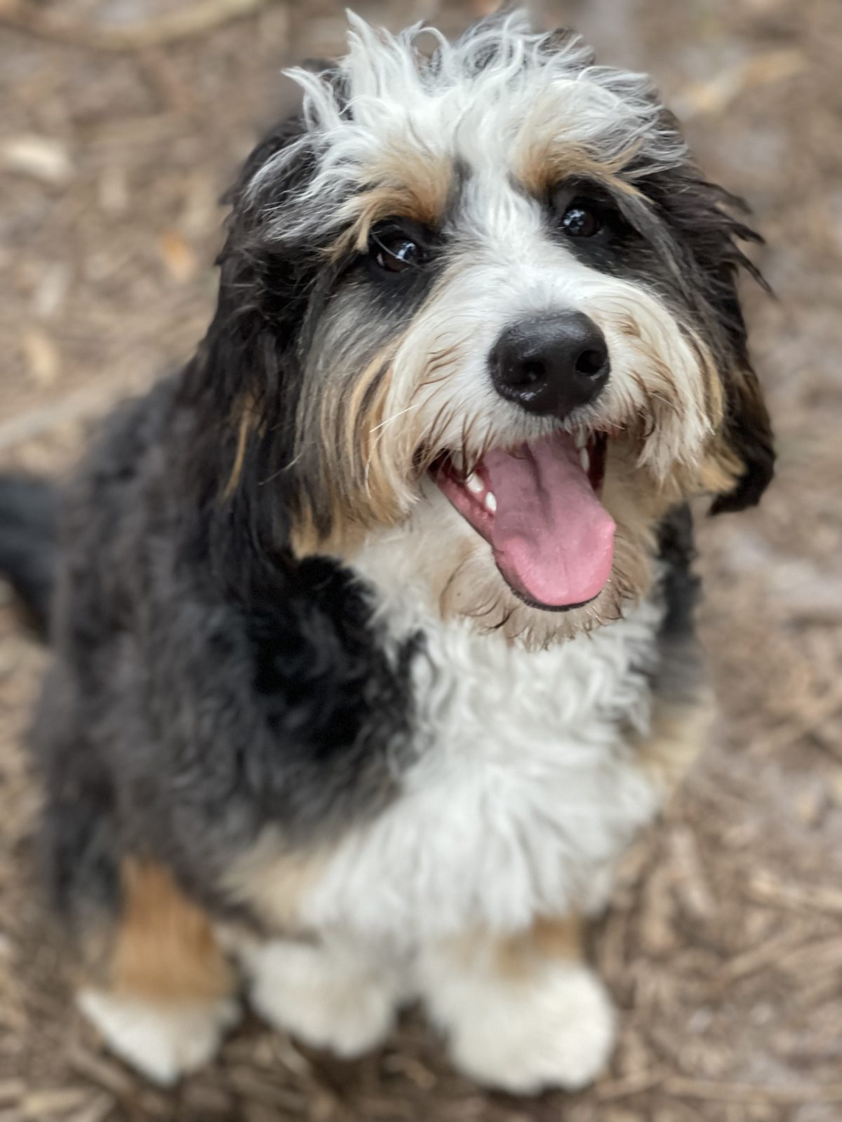 Mini Bernedoodle Dog Breed Information