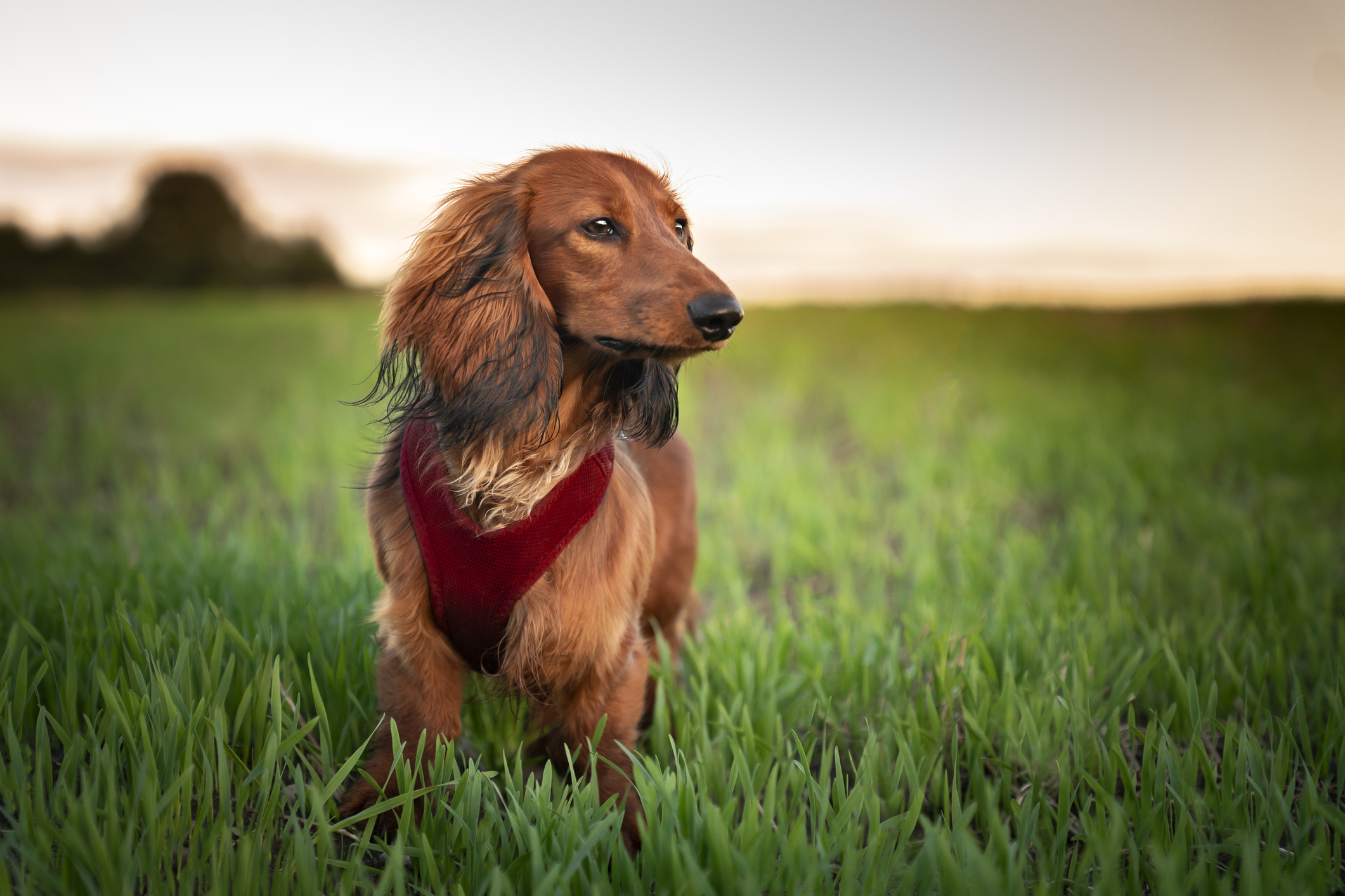 Dachshund Dog Breed Information & Characteristics