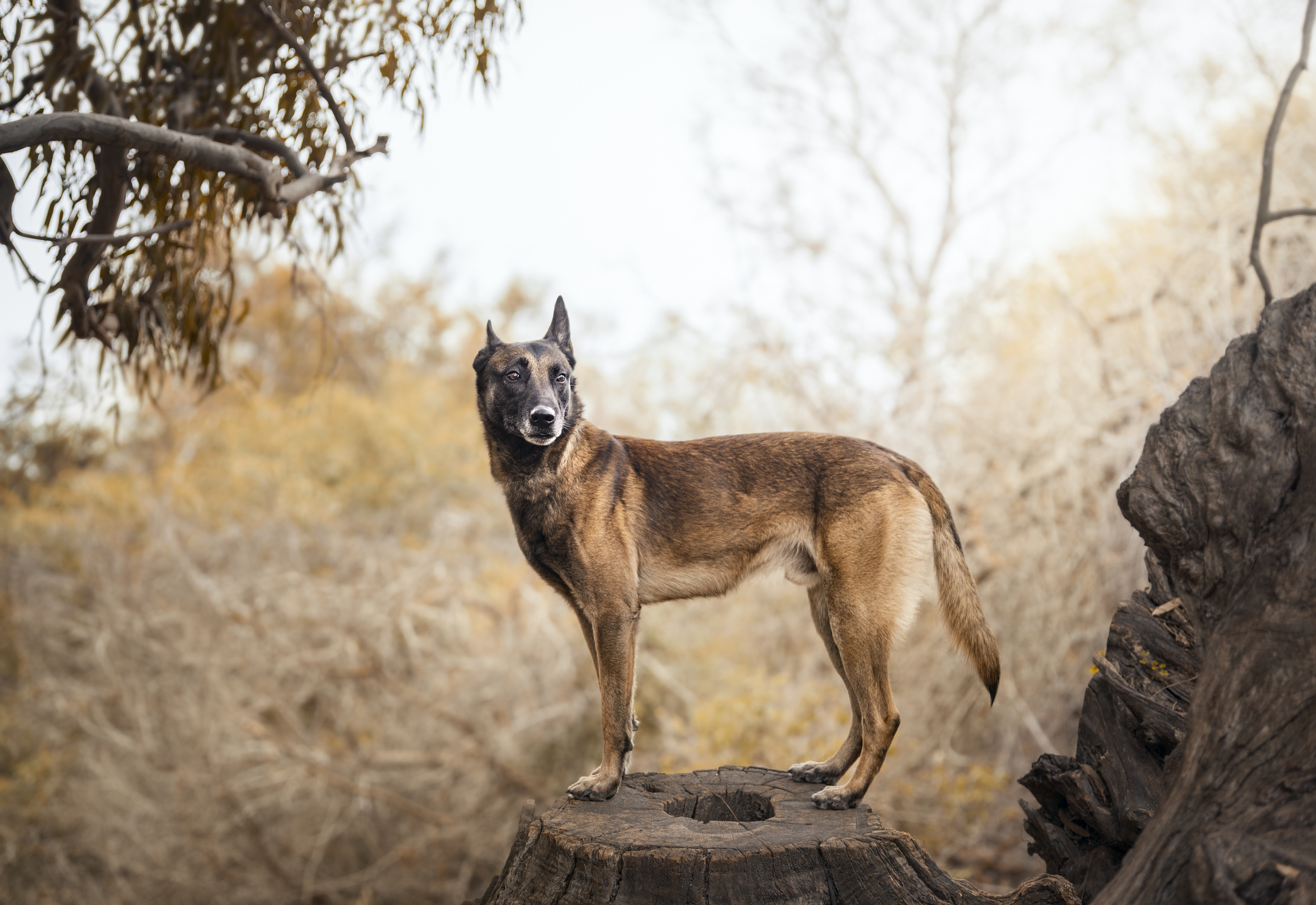 Belgian Malinois Dog Breed Information & Characteristics