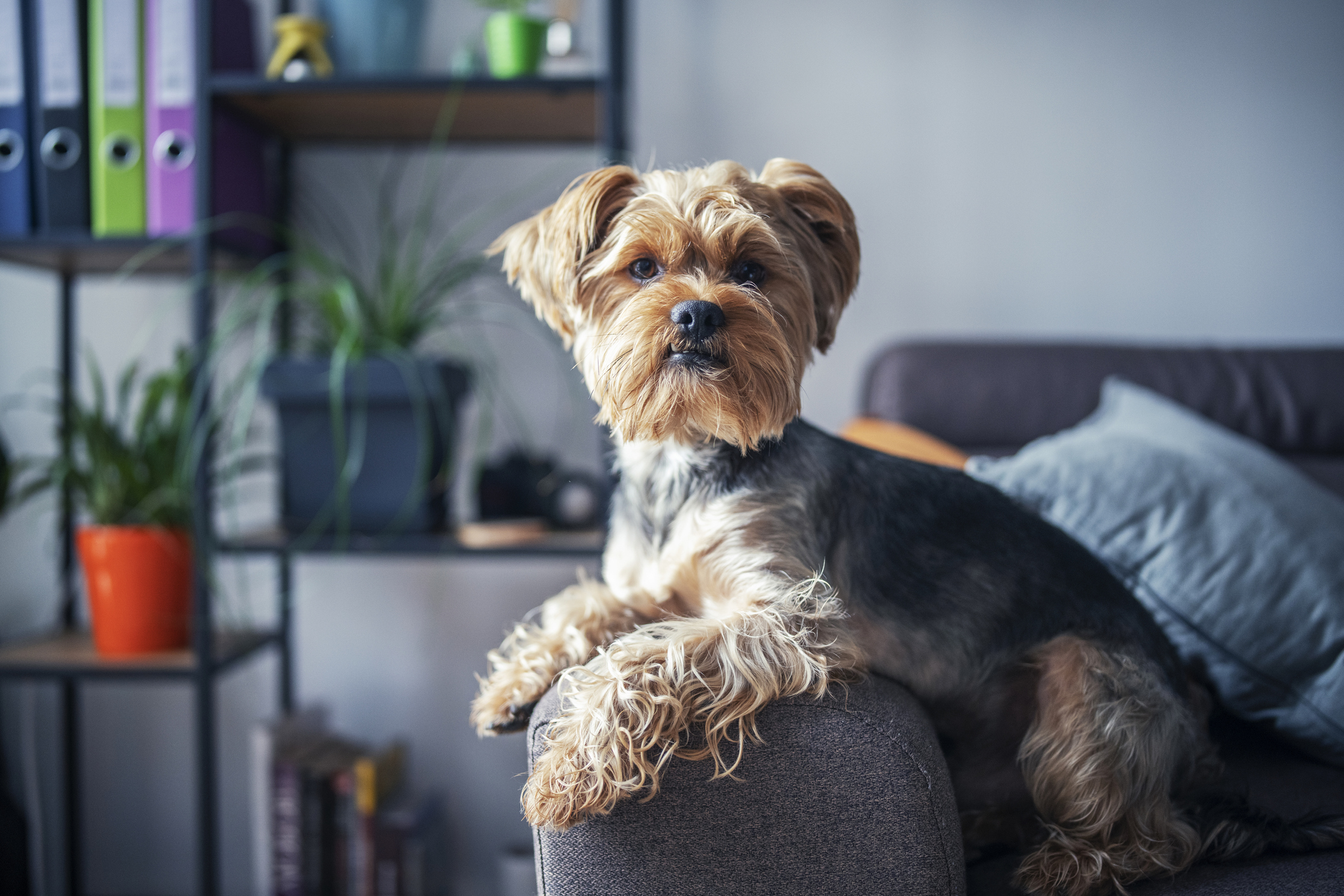 Yorkshire Terrier (Yorkie) Dog Breed Information