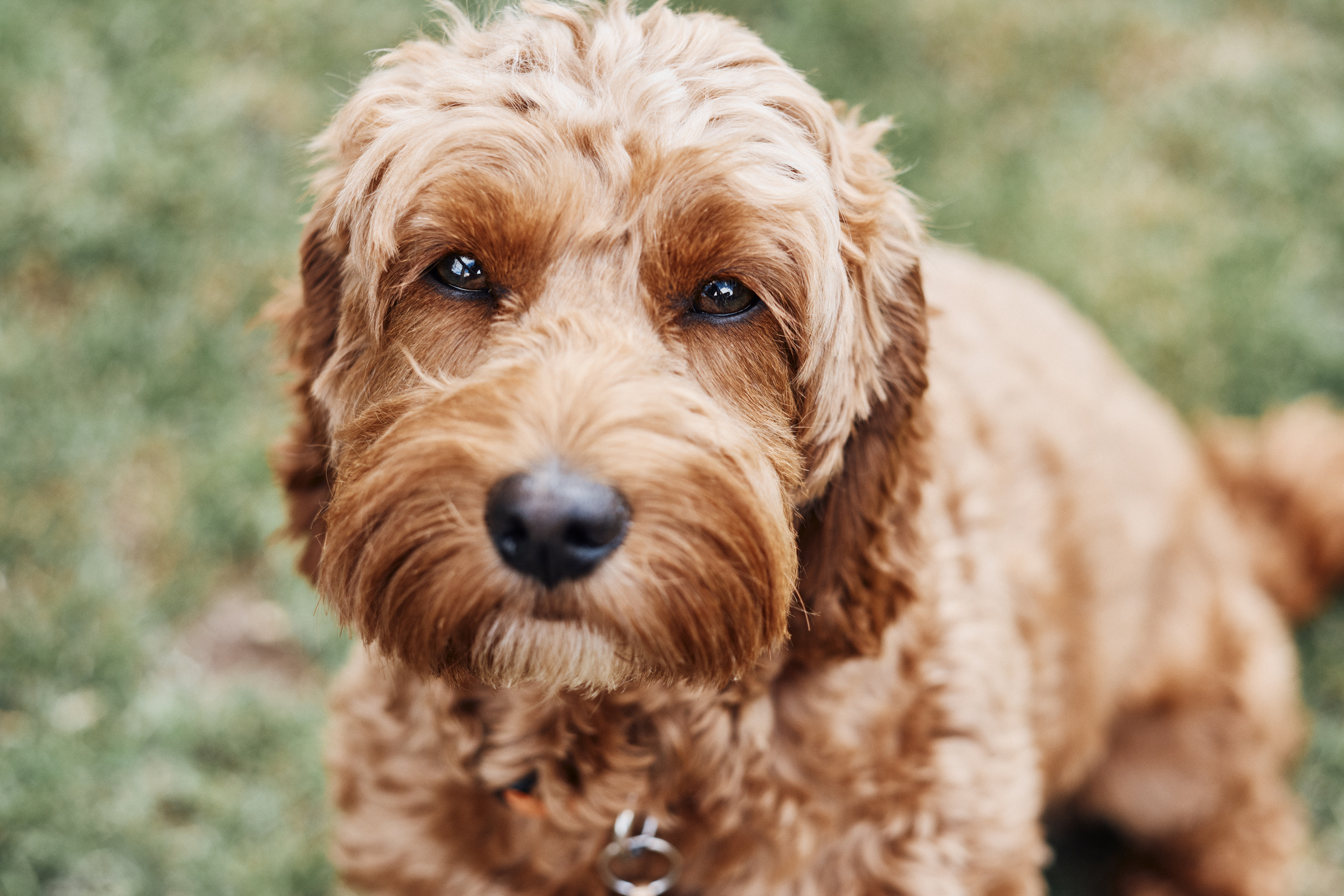 Cockapoo Dog Breed Information & Characteristics
