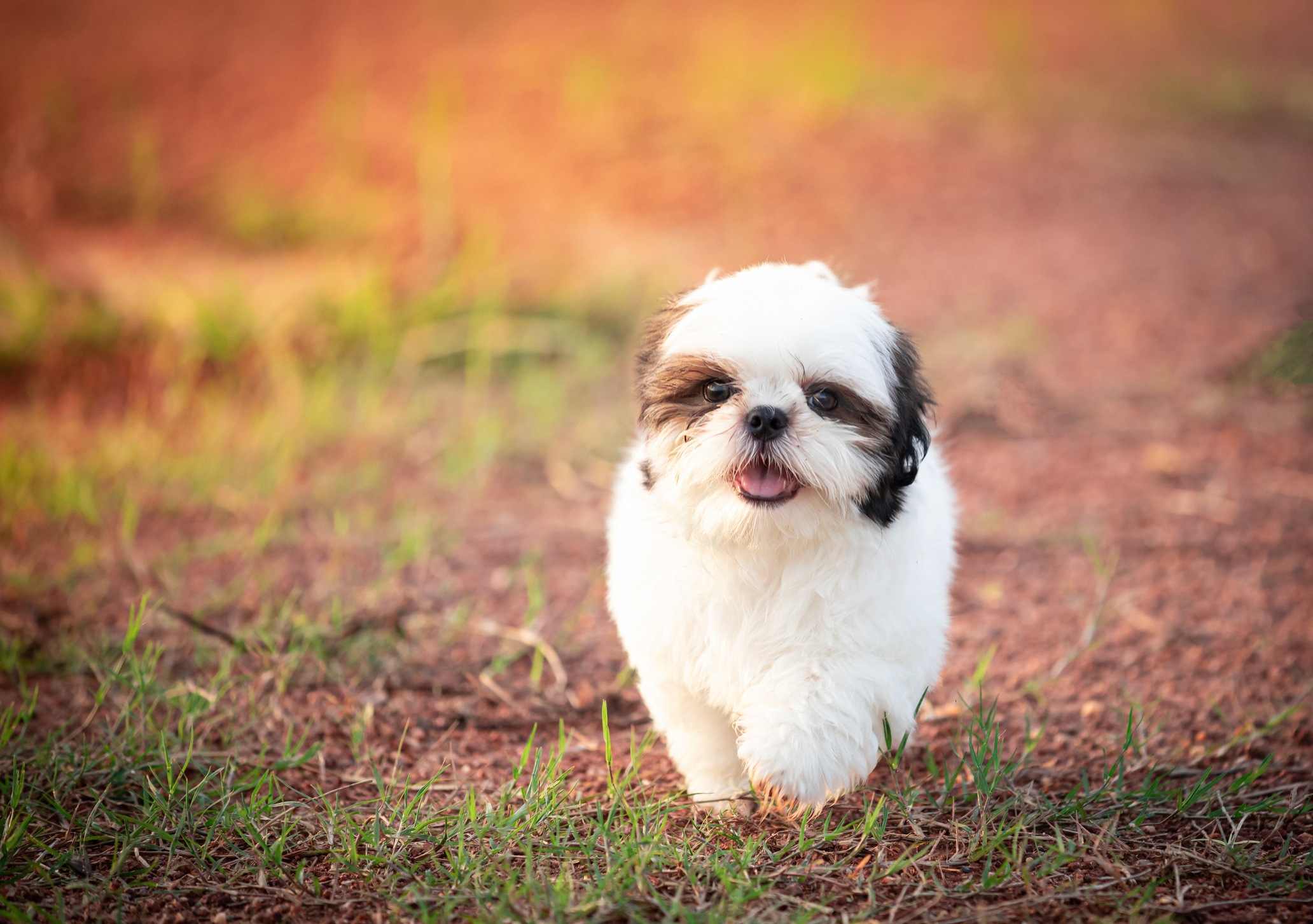 Shih Tzu Puppy Pictures and Facts